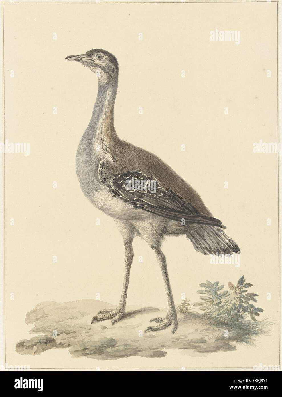 Denhams bustard hi-res stock photography and images - Alamy