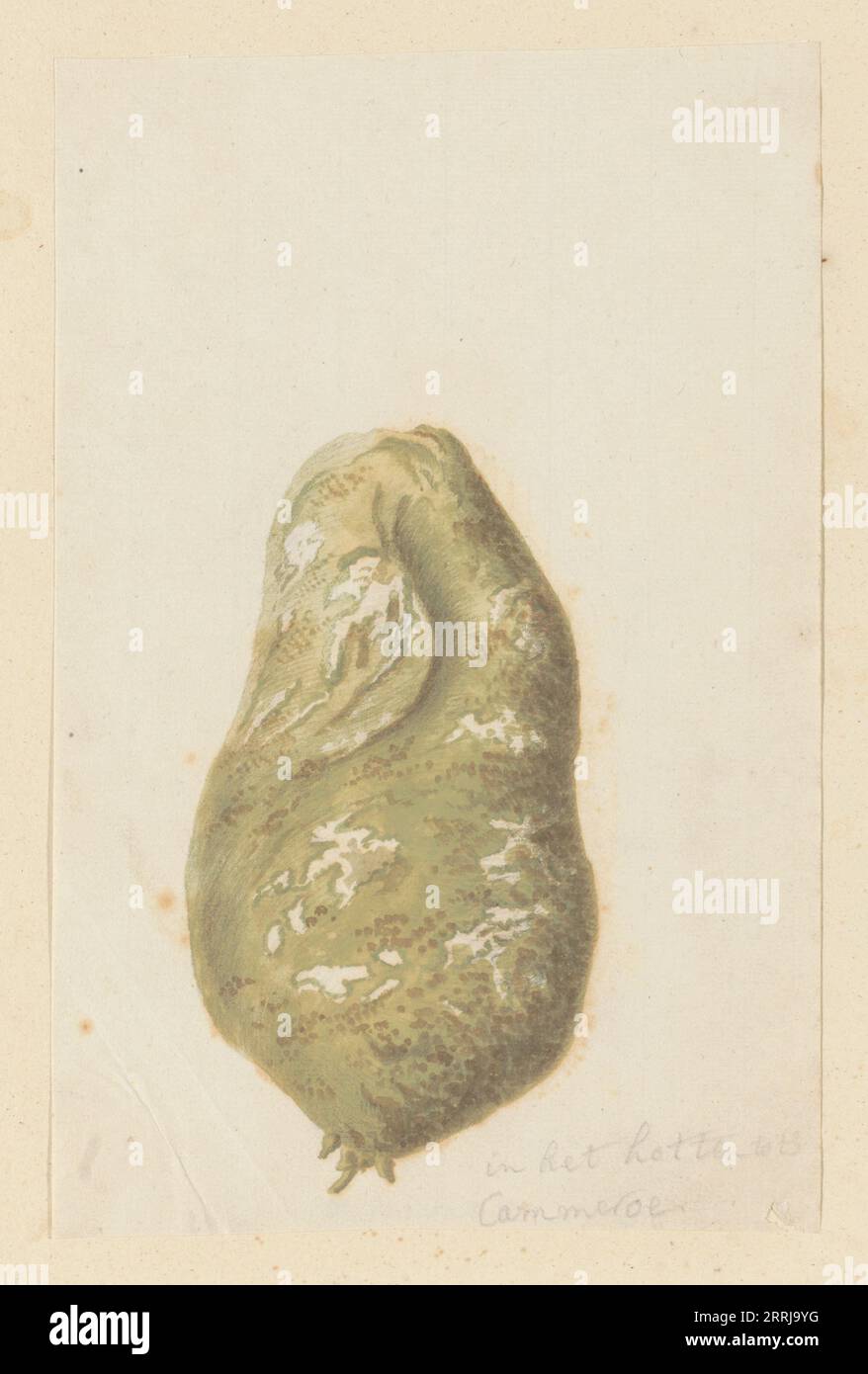 Hydnora africana Thunb., bulb (Jackal-food plant), 1777-1786 Stock ...