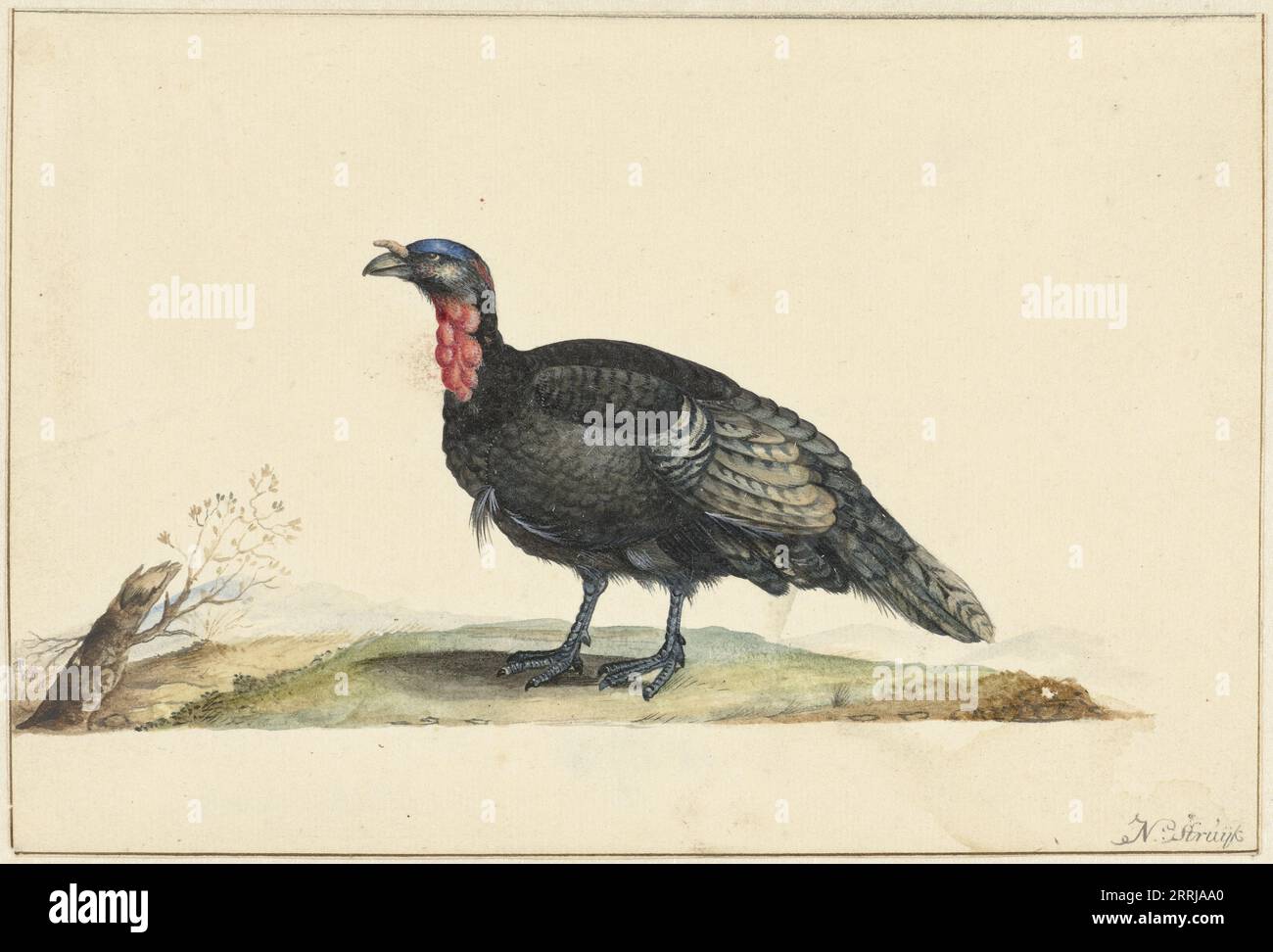Bird with black feathers and a red crop, standing, left, c.1699-c.1719 ...