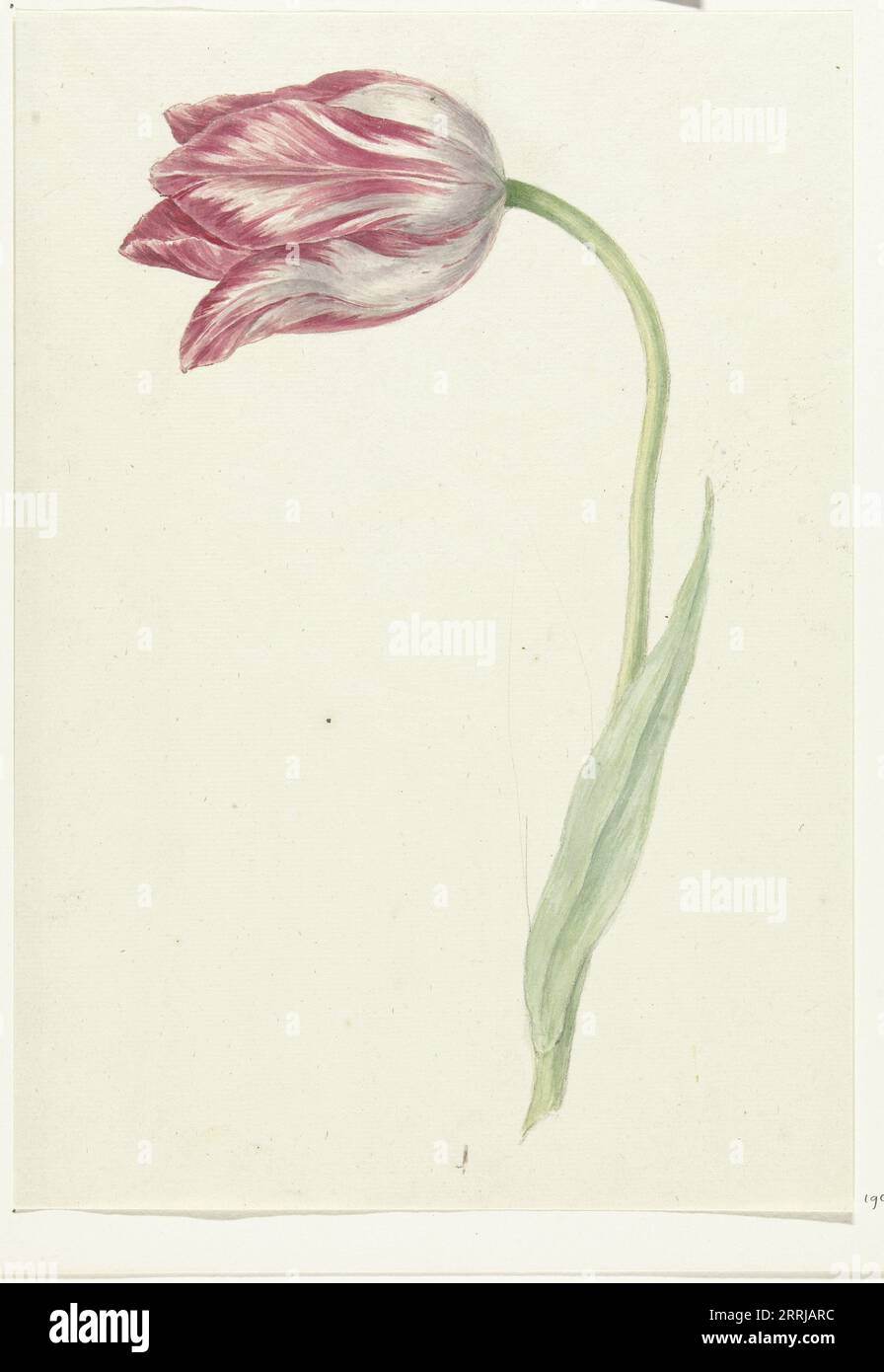 Dutch tulip drawing hi-res stock photography and images - Alamy