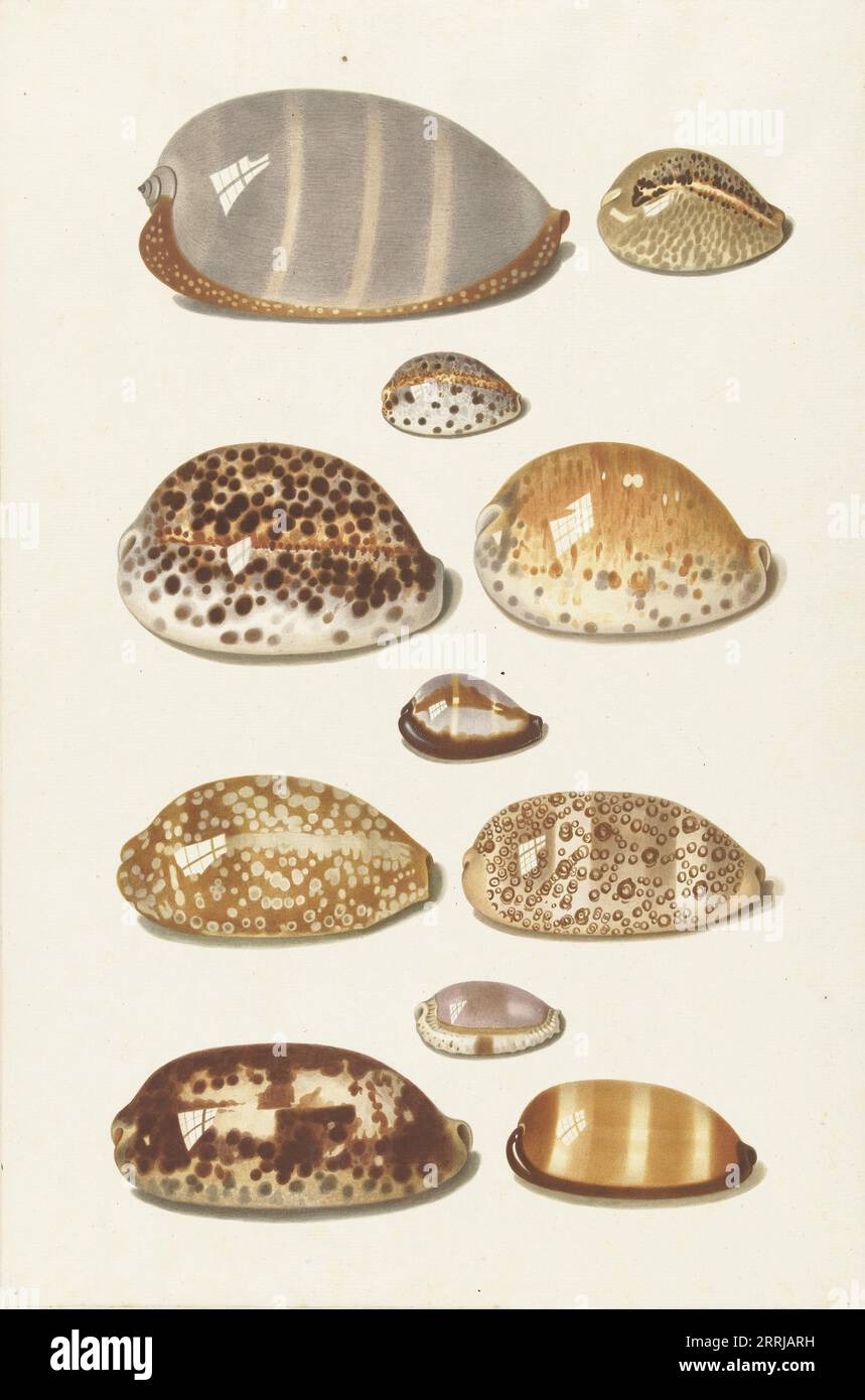 Large cowrie shell hi-res stock photography and images - Alamy