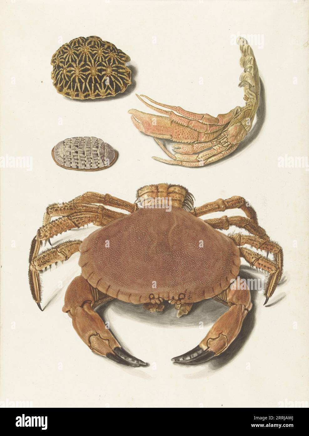 Two pincers hi-res stock photography and images - Alamy