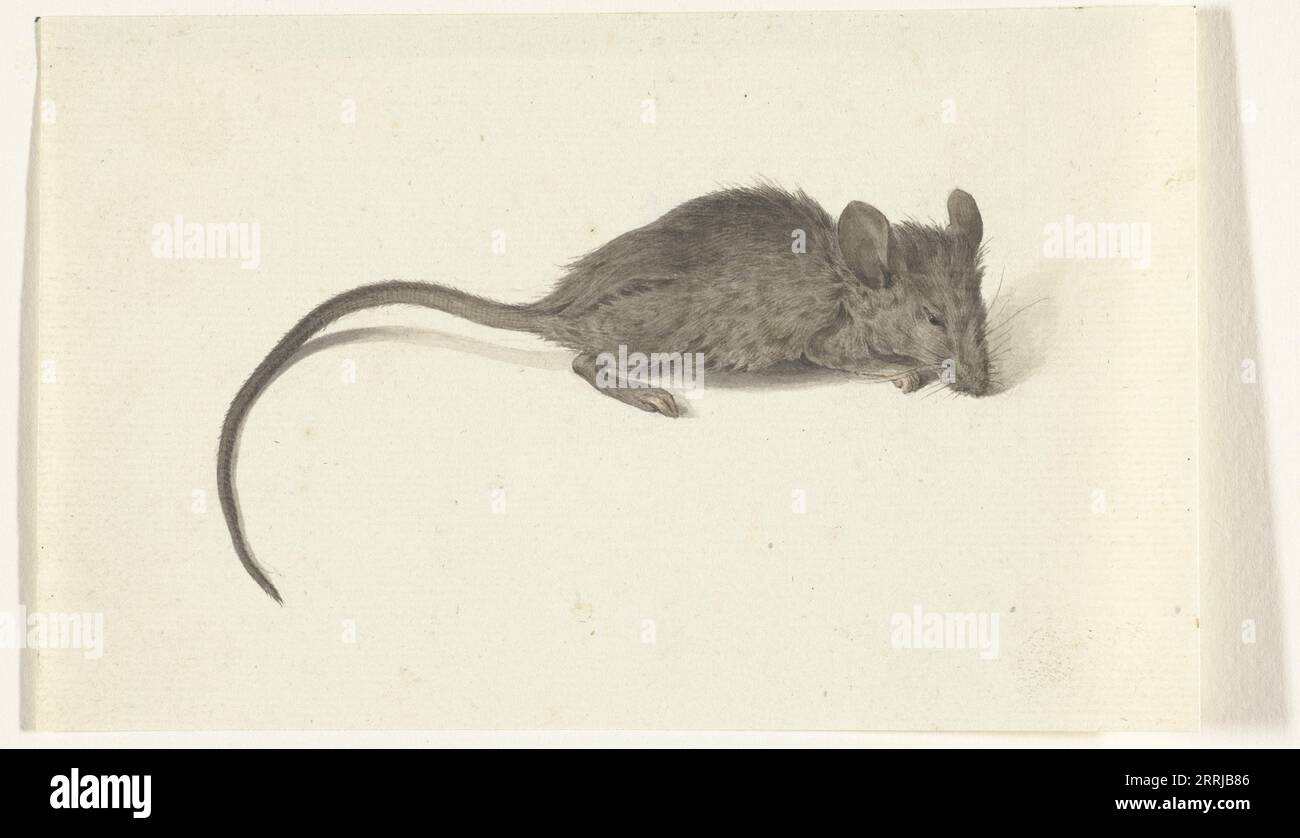 Dutch mouse hi-res stock photography and images - Alamy