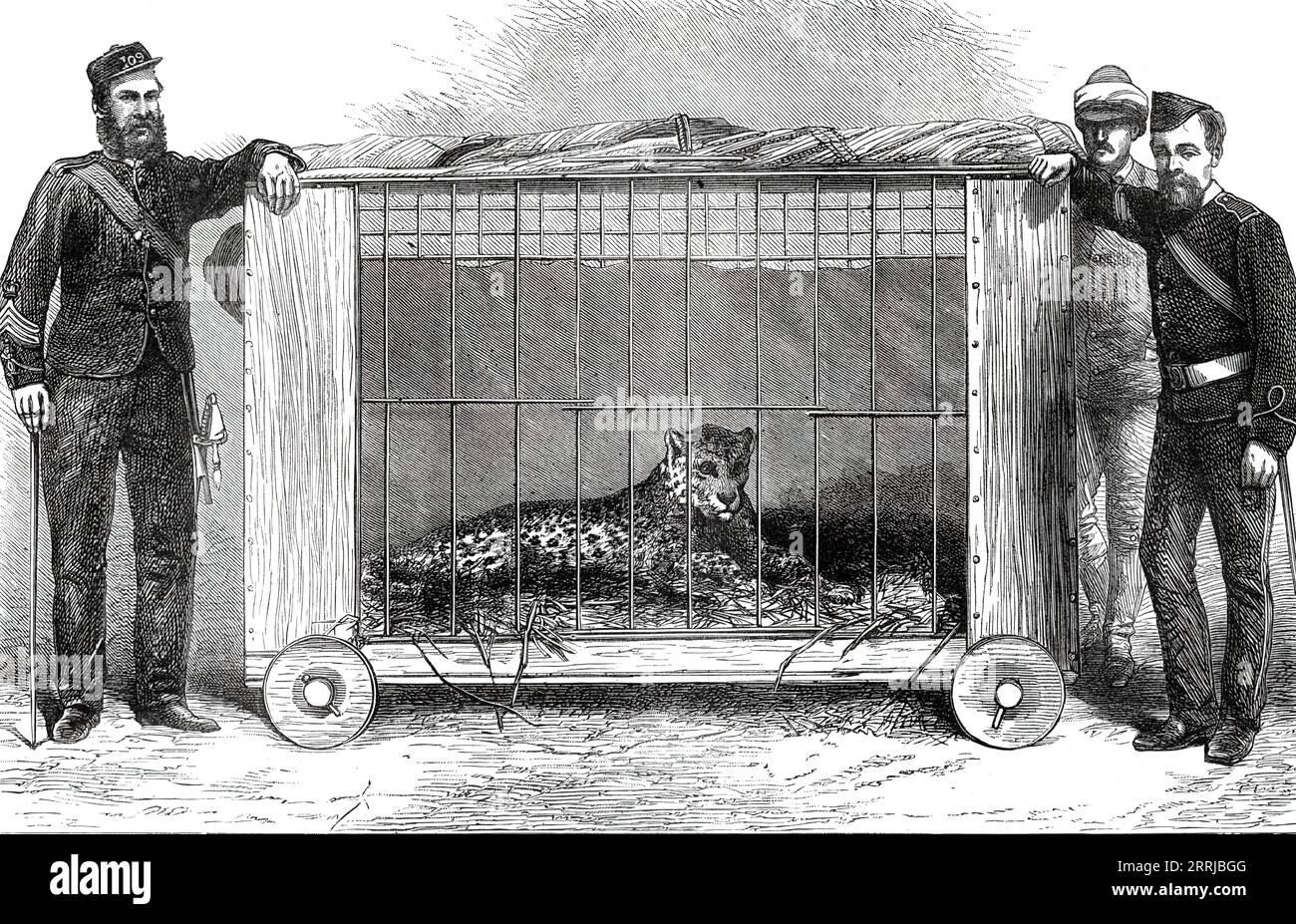 Panther presented to the Prince of Wales at Bankipore by the 109th ...