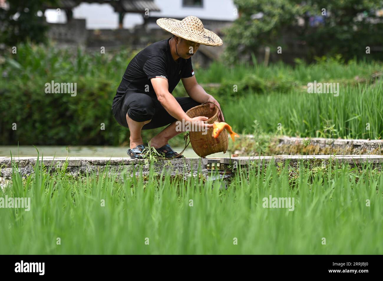 220719 -- QINGTIAN, July 19, 2022 -- A farmer releases a fish into a ...