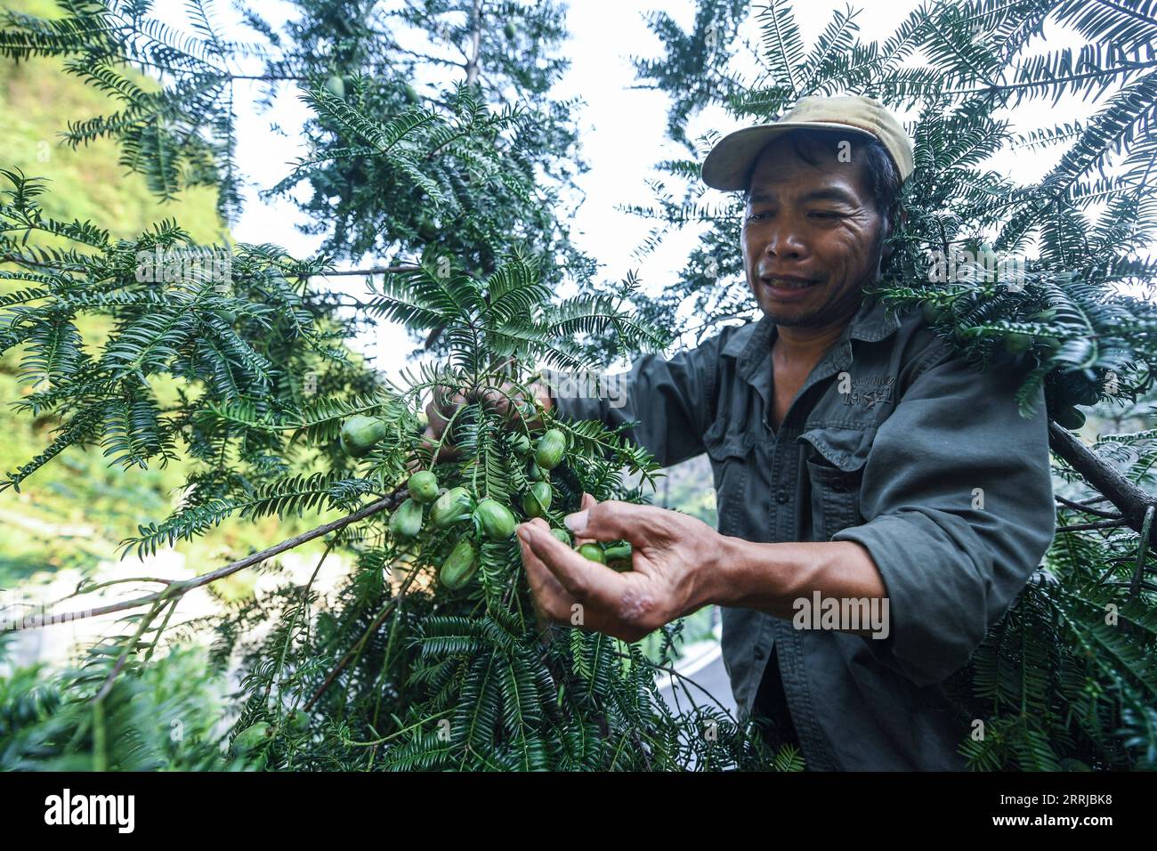 220719 -- HANGZHOU, July 19, 2022 -- A farmer picks Chinese torreya ...