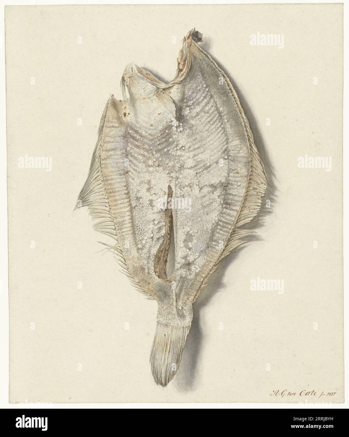 Dried flatfish hi-res stock photography and images - Alamy