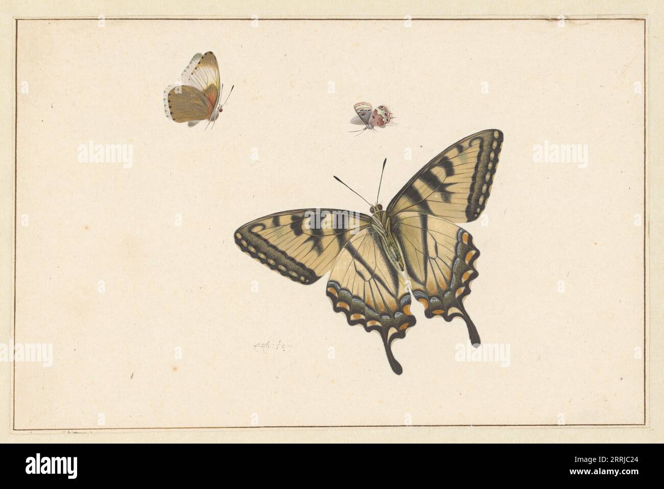 Three Butterflies, c.1683-c.1726. Herman Henstenburgh from Hoorn often ...