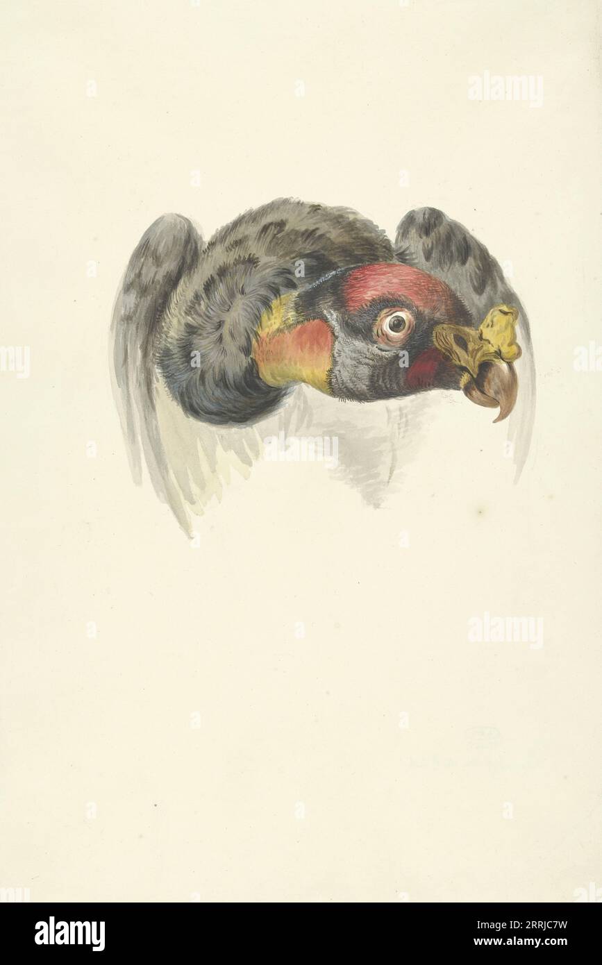Head of a royal vulture (Sarcoramphus papa), 1763-1824. King vulture ...