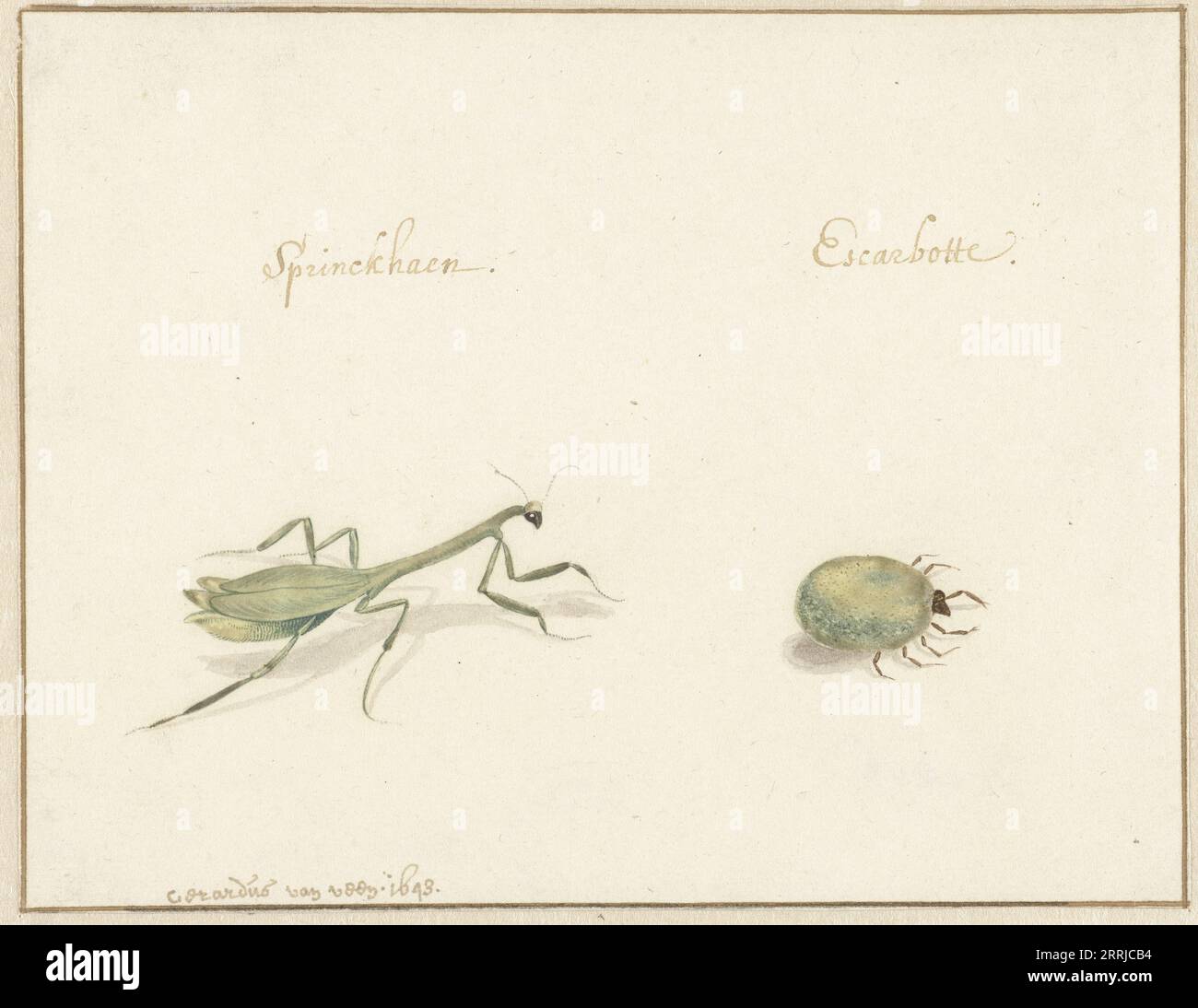 Two insects, 1643-1648. Praying mantis and tick Stock Photo - Alamy