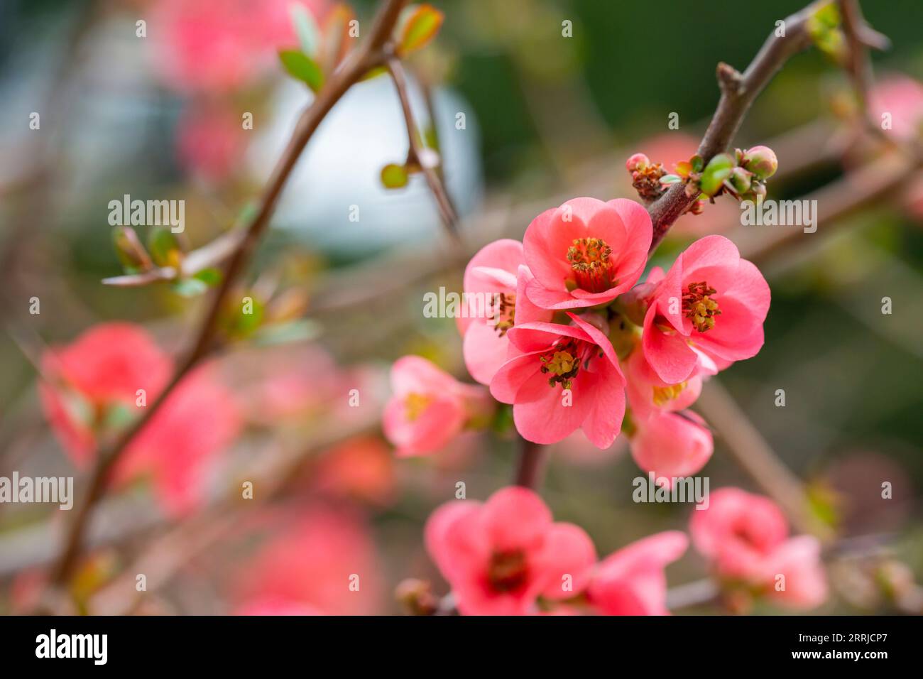 Detail of pretty pink flowers of a Japanese quince Chaenomeles japonica ...