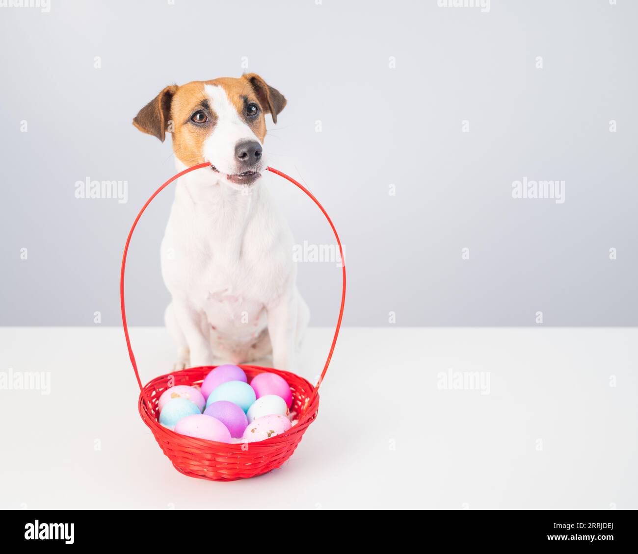 Jack russell terrier dog holding a red basket with colorful eggs for ...