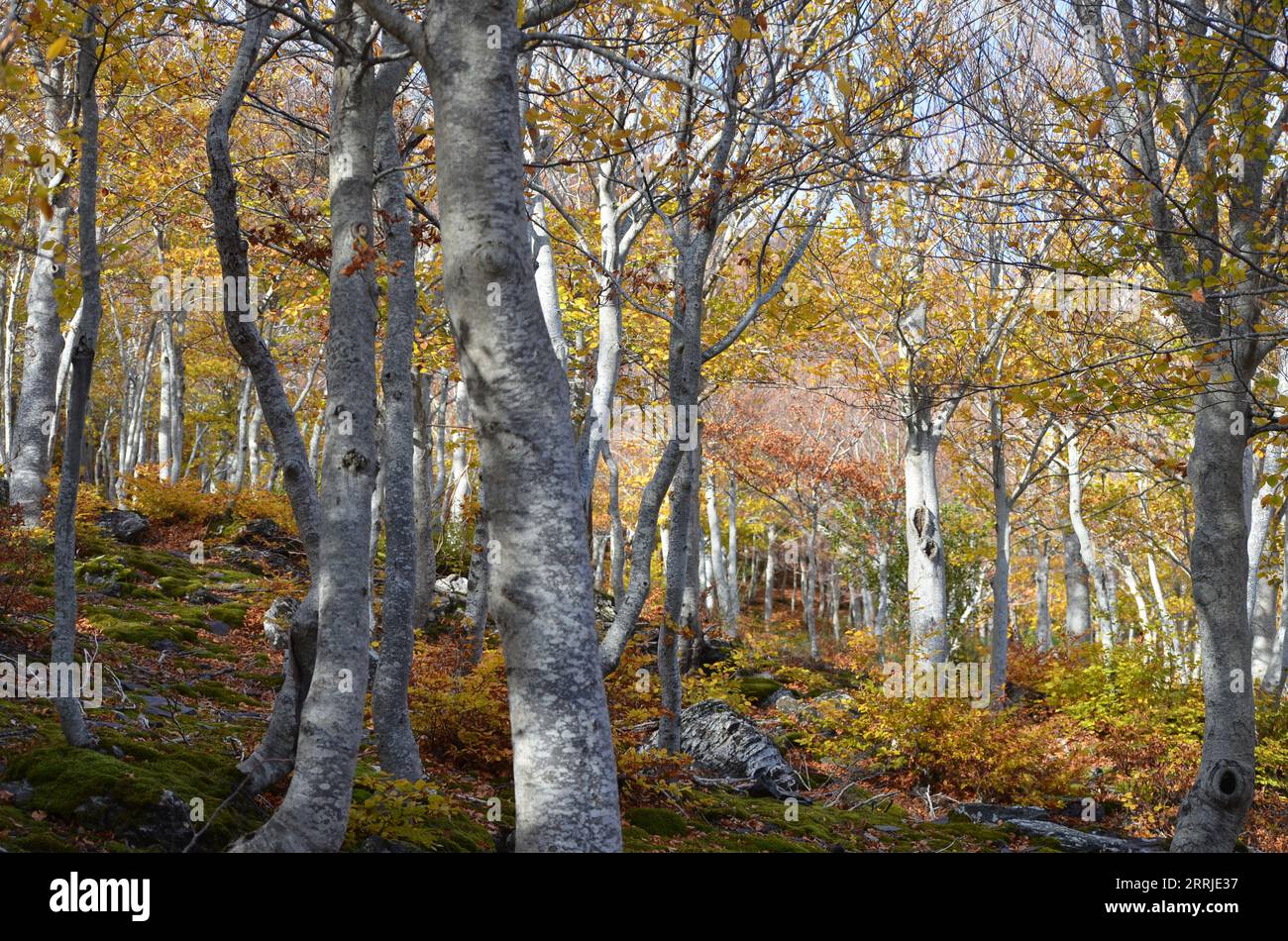 Northeastern deciduous forests hi-res stock photography and images - Alamy