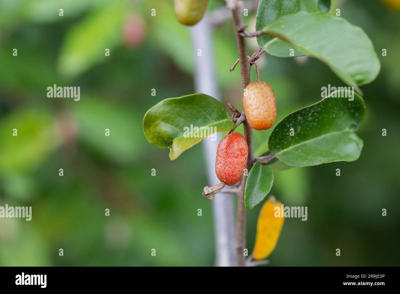 Elaeagnus pungens is a species of flowering plant in the family ...