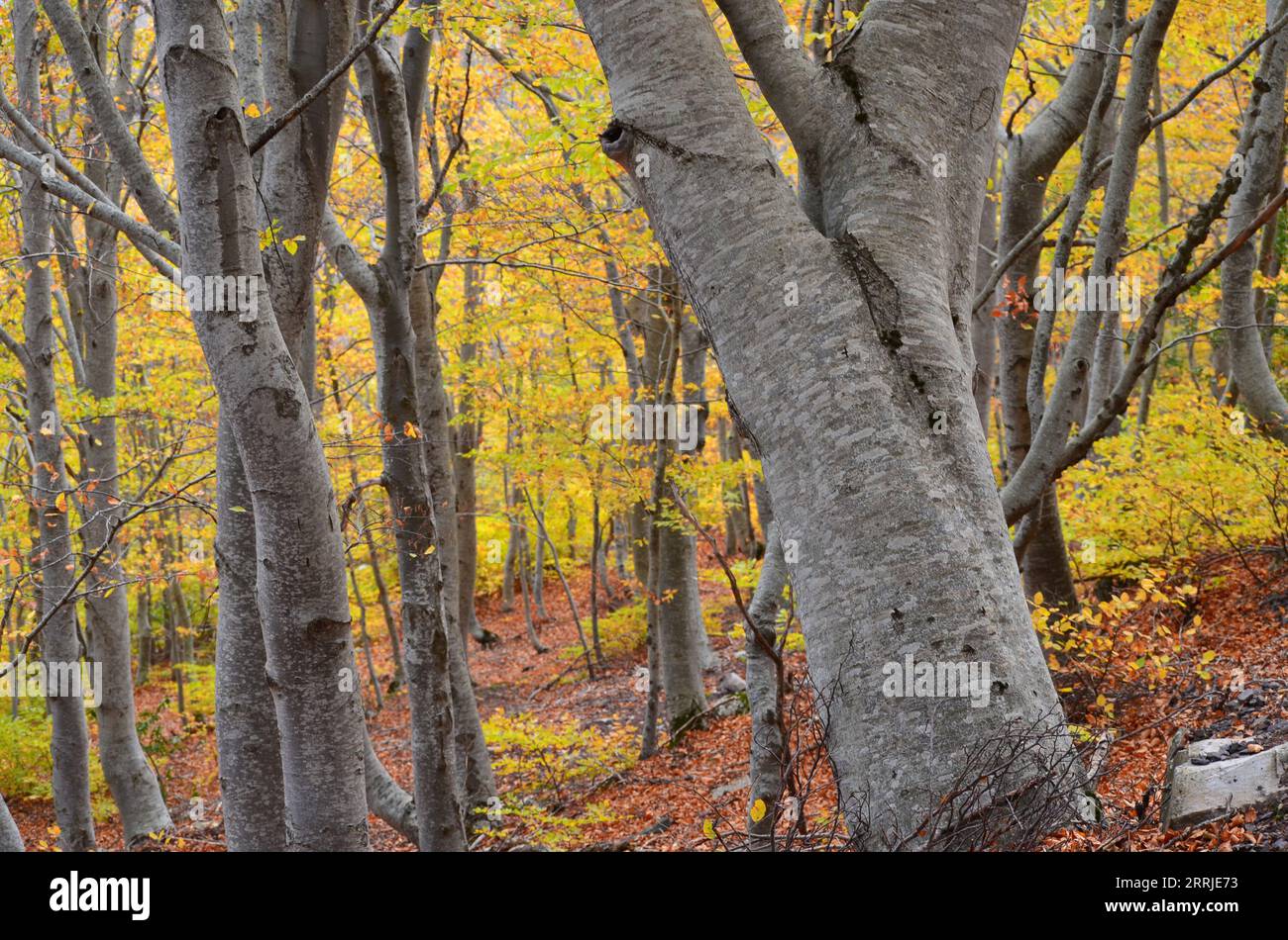 Iberian system moncayo hi-res stock photography and images - Alamy
