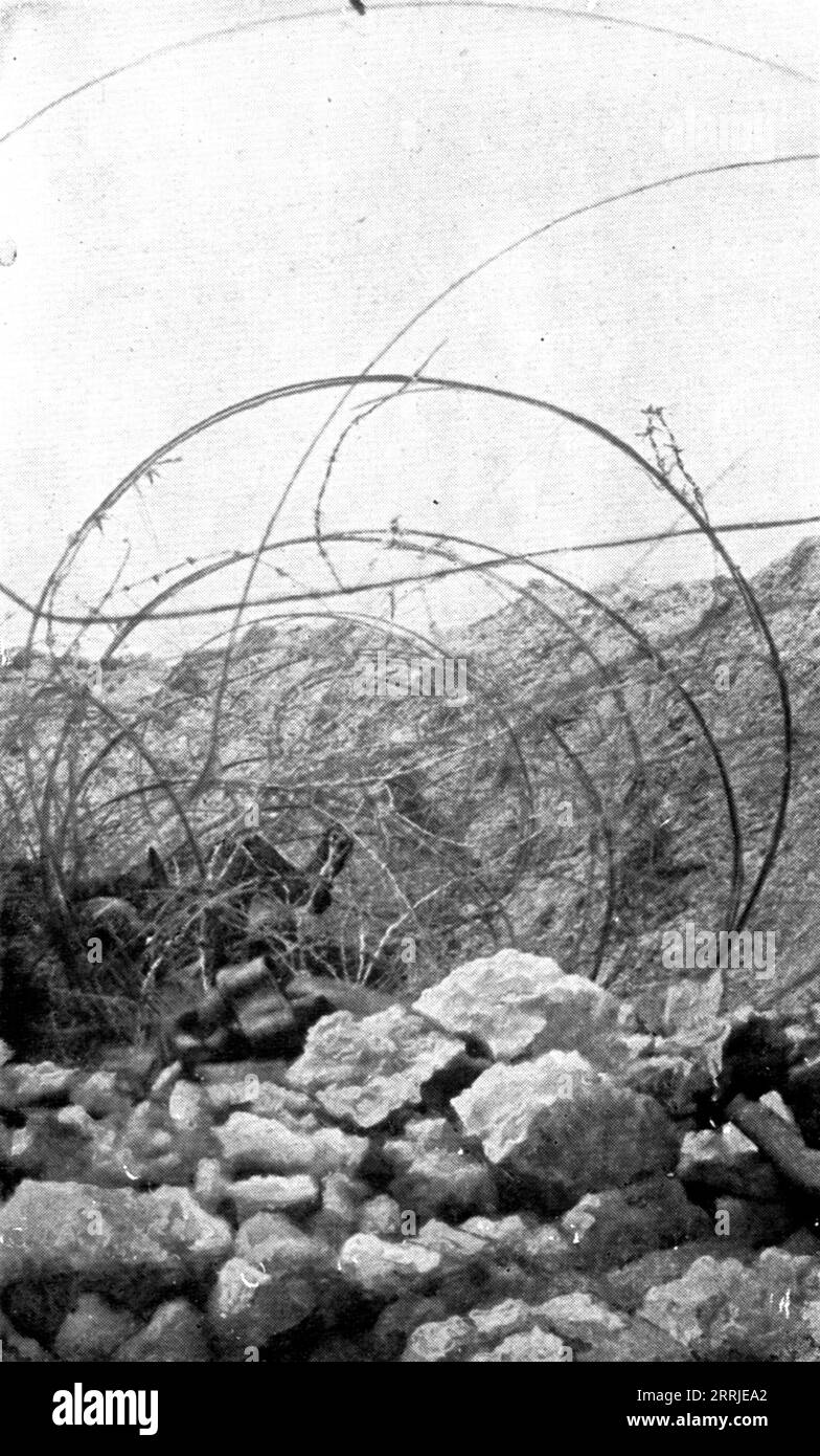 'Life in the trenches in Champagne; In the wires of an adjoining trench ...