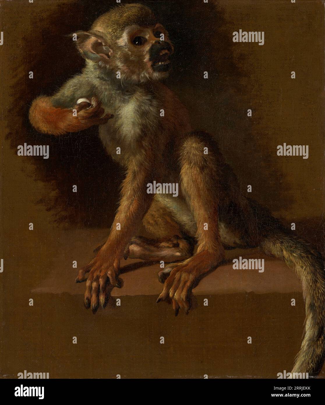 Seated monkey hi-res stock photography and images - Alamy