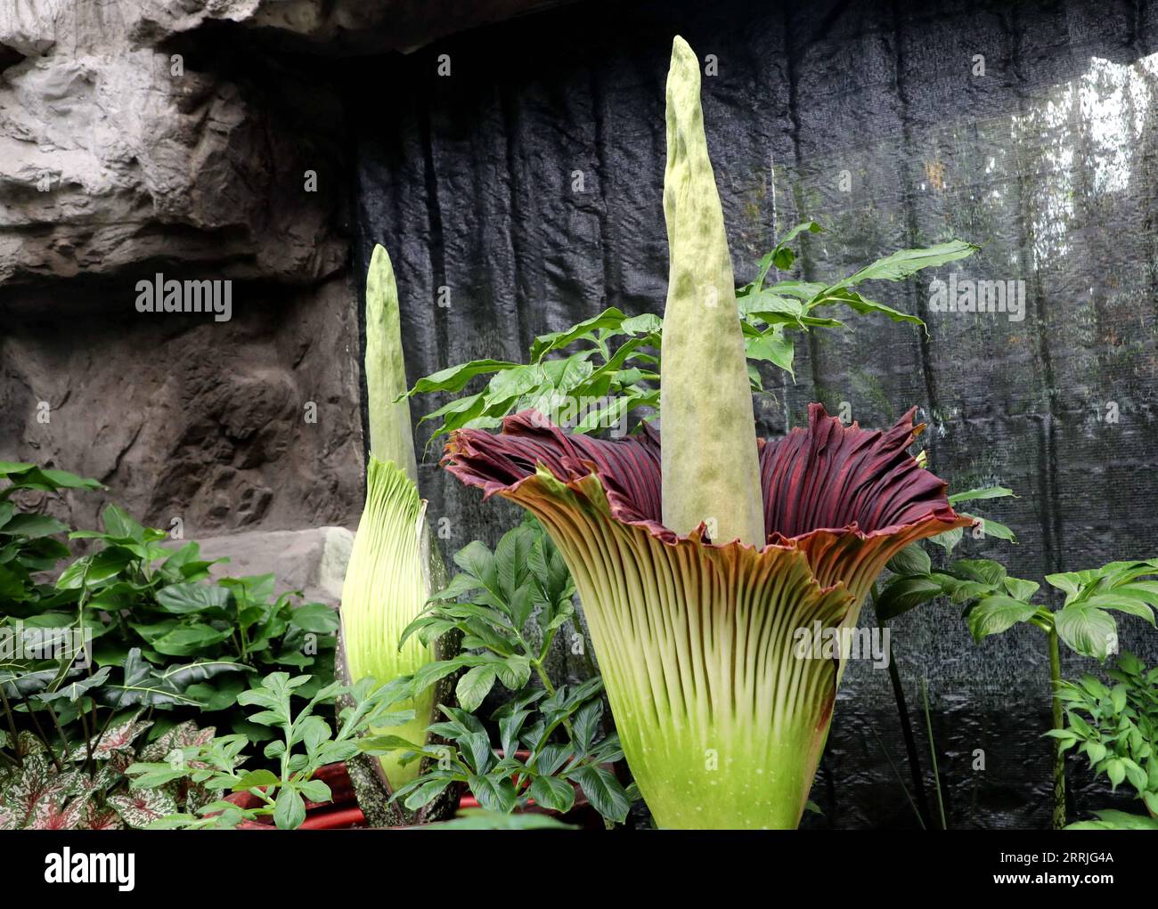 220722 -- BEIJING, July 22, 2022 -- Photo taken on July 19, 2022 shows ...