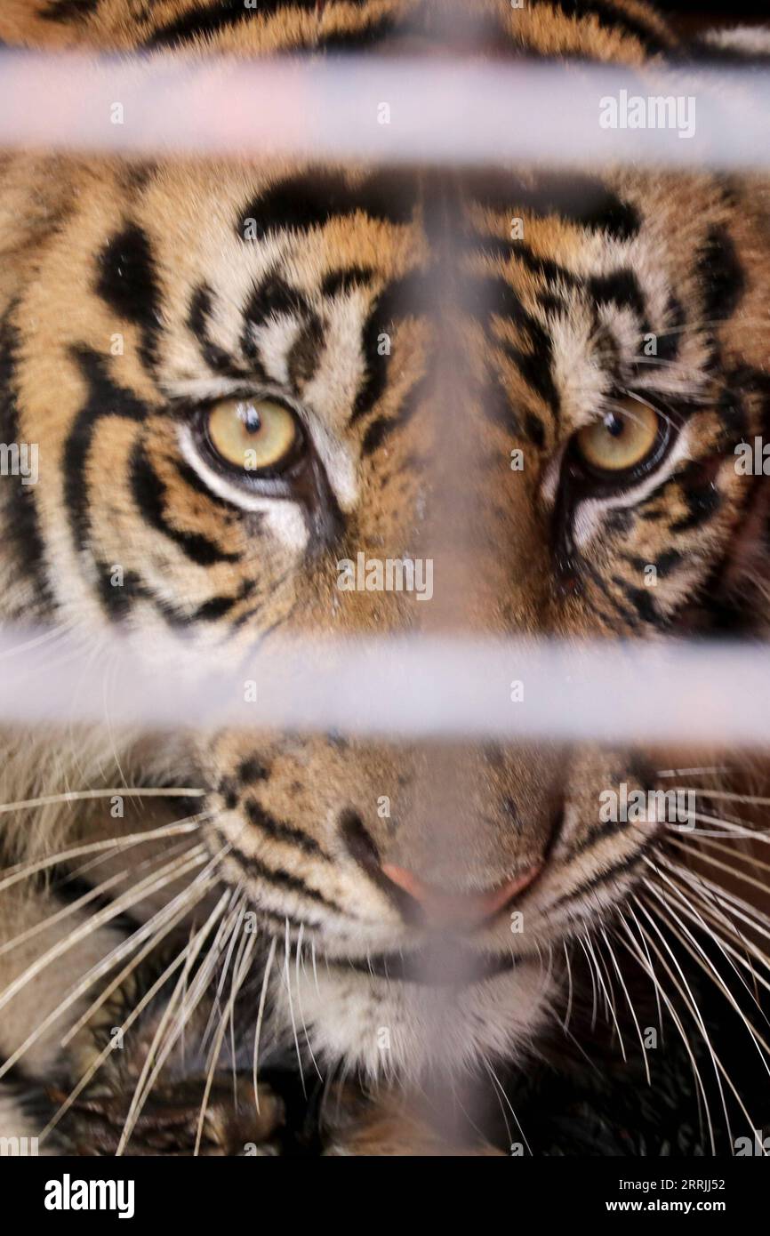 220725 -- ACEH, July 25, 2022 -- A male Sumatran tiger is seen inside a ...
