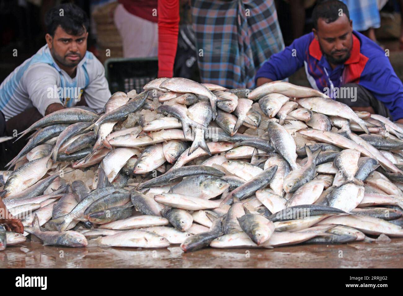 Bangladeshi fishermen fishing hi-res stock photography and images - Alamy