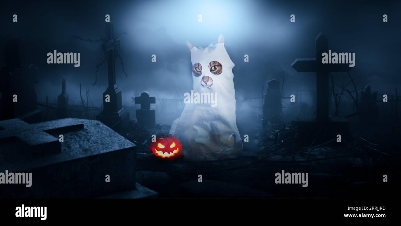 Cat in a ghost costume in a cemetery at night. Halloween background ...