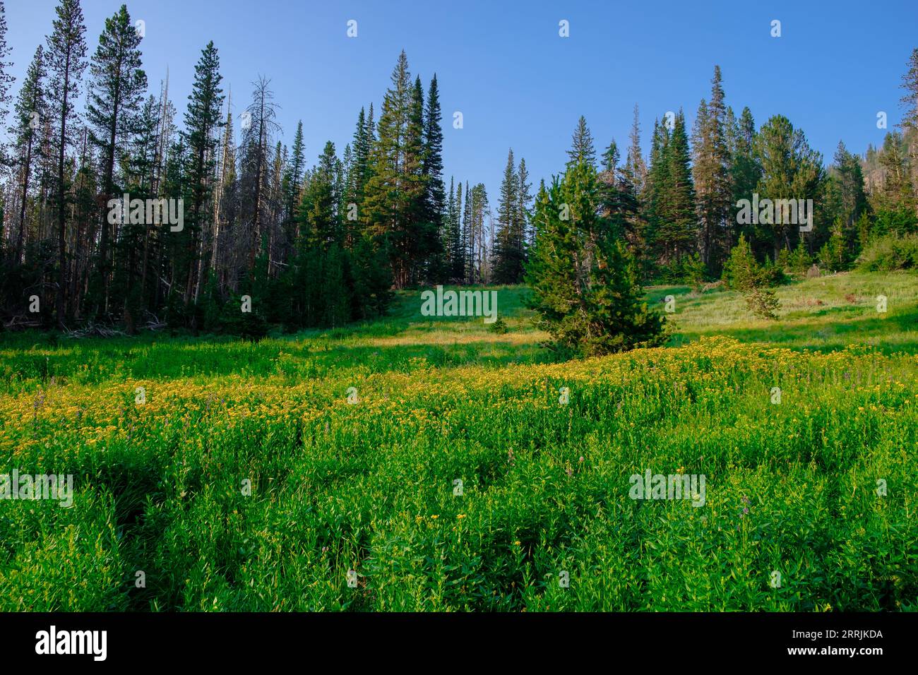 Yellow Wildflower Meadow at Little Strawberry Lake Oregon Stock Photo ...