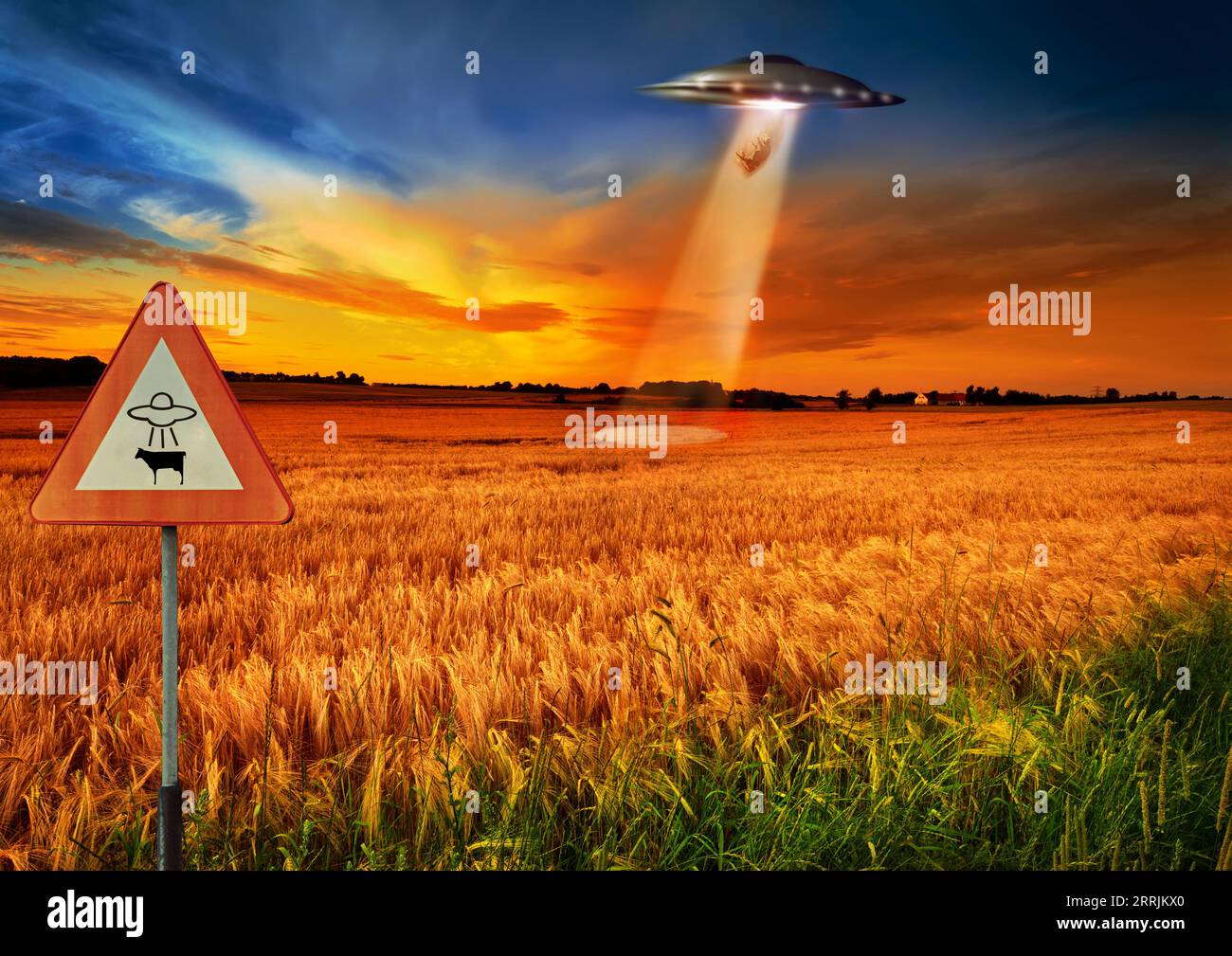 Cow abduction, ufo and spaceship light in countryside for mission ...
