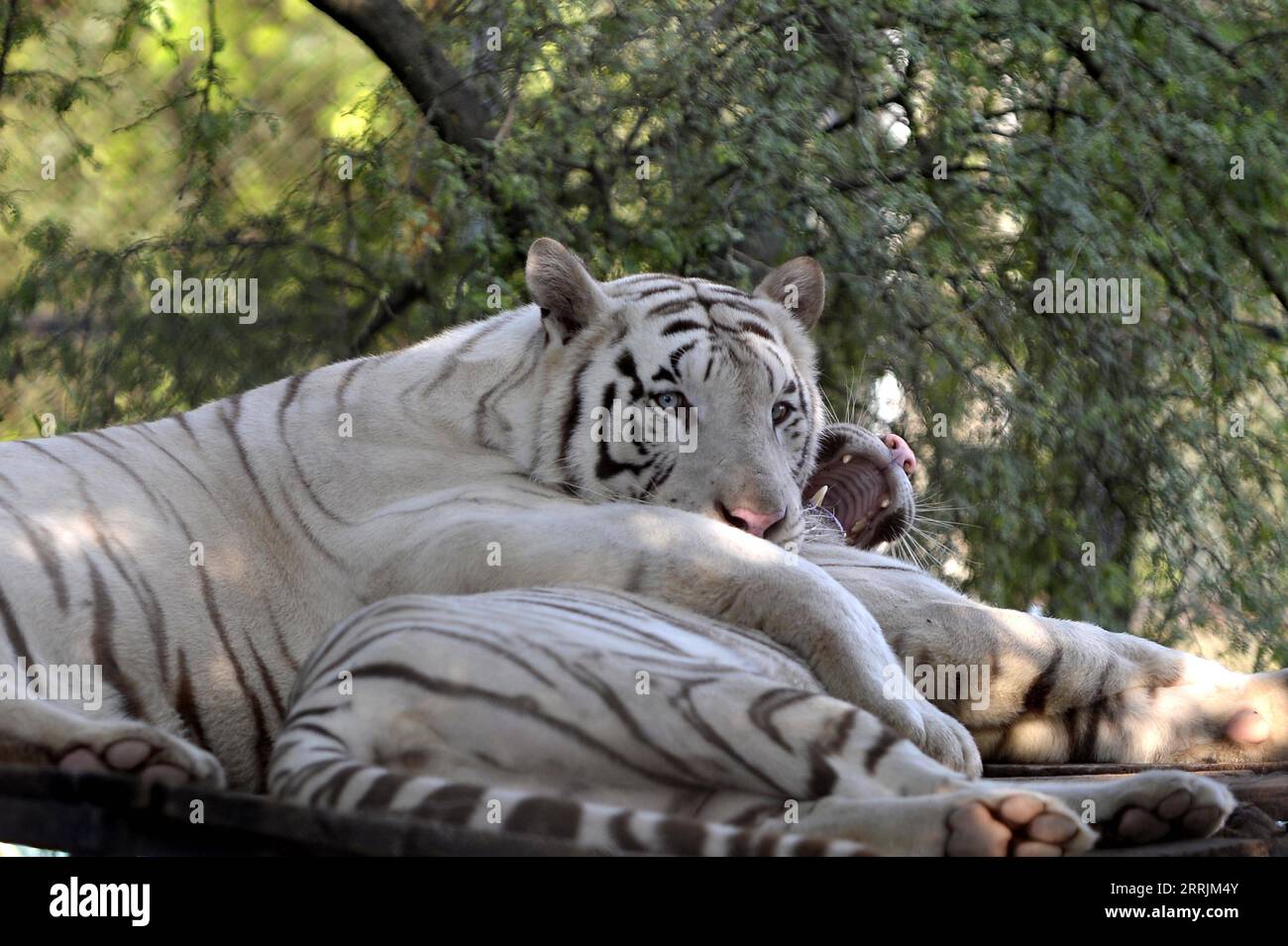 220729 -- RAWALPINDI, July 29, 2022 -- White Bengal tigers are seen at ...