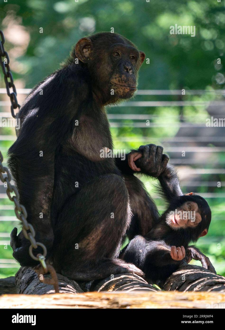 Gorilla beijing zoo china hi-res stock photography and images - Alamy
