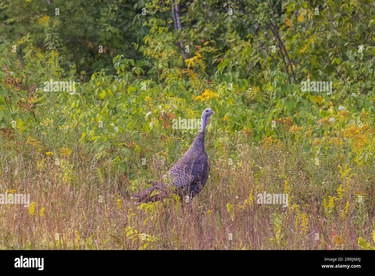 Hen wild turkey in northern Wisconsin Stock Photo - Alamy