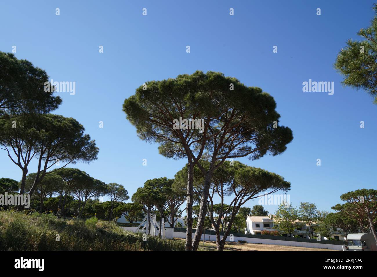 vegetation on the portuguese atlantic beach with sparse growth Stock ...