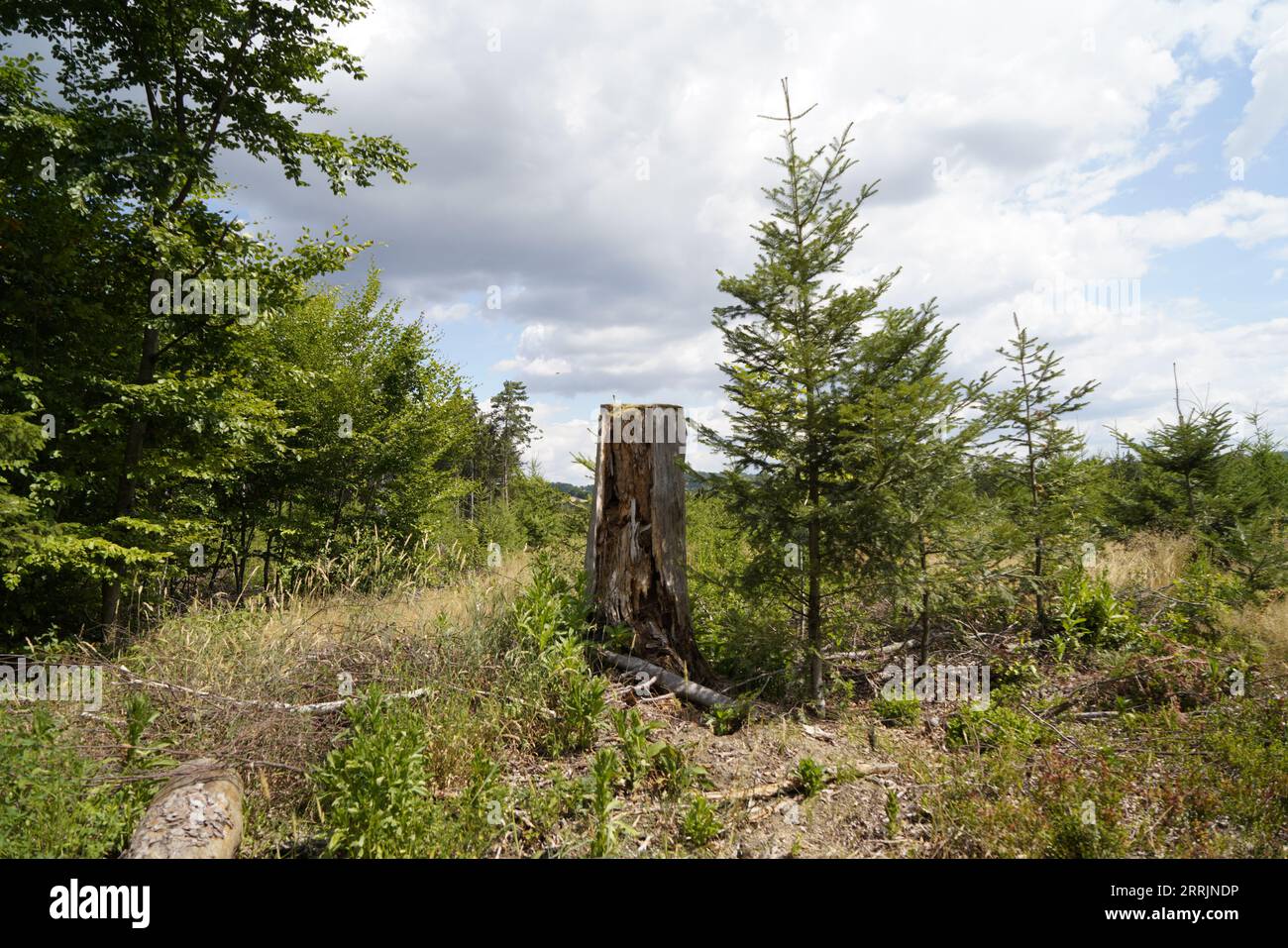 dying forests due to senseless clearing in the forest Tree stump in the ...