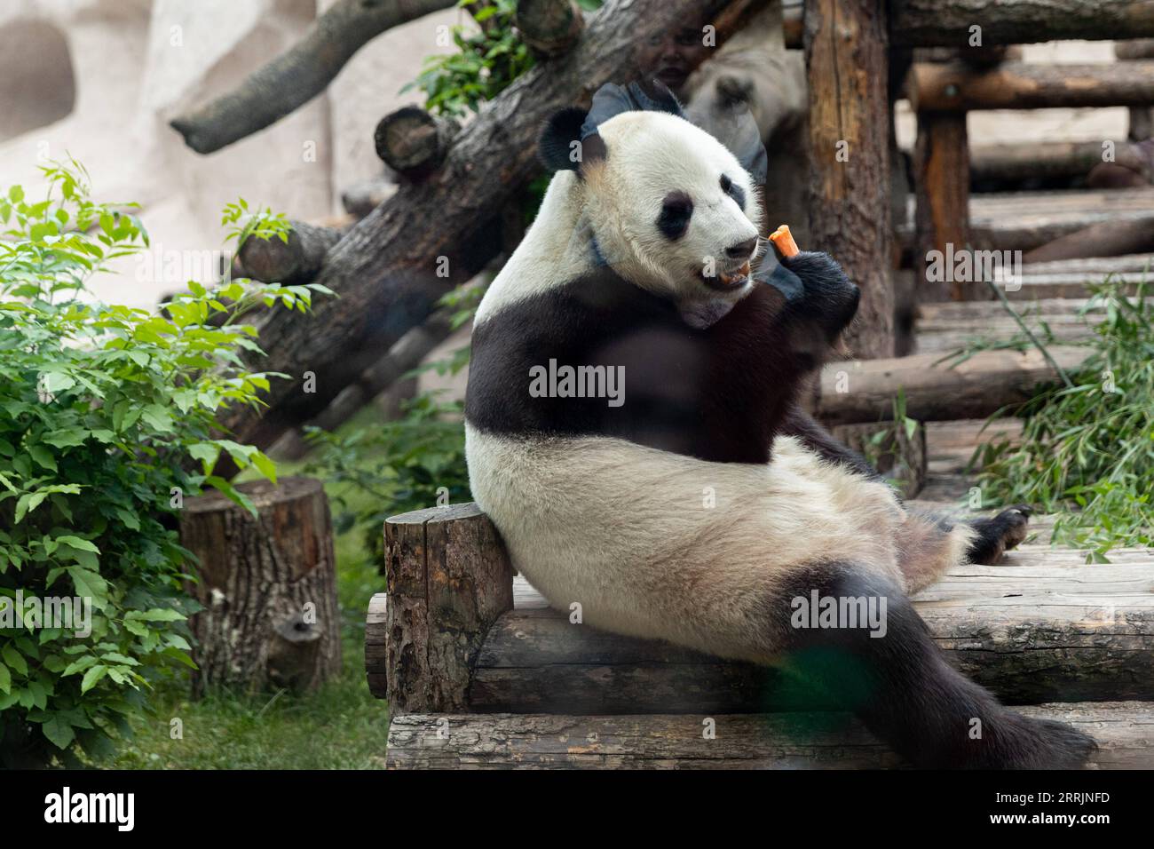220731 -- MOSCOW, July 31, 2022 -- Giant panda Ru Yi enjoys a meal at ...