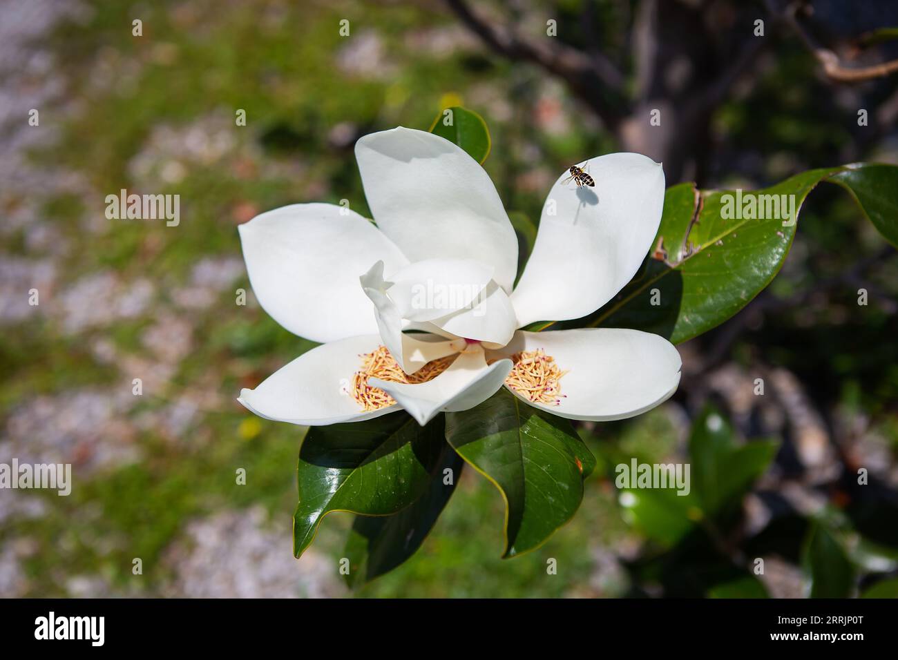 Southern magnolia Magnolia grandiflora tree branches with leaves and ...