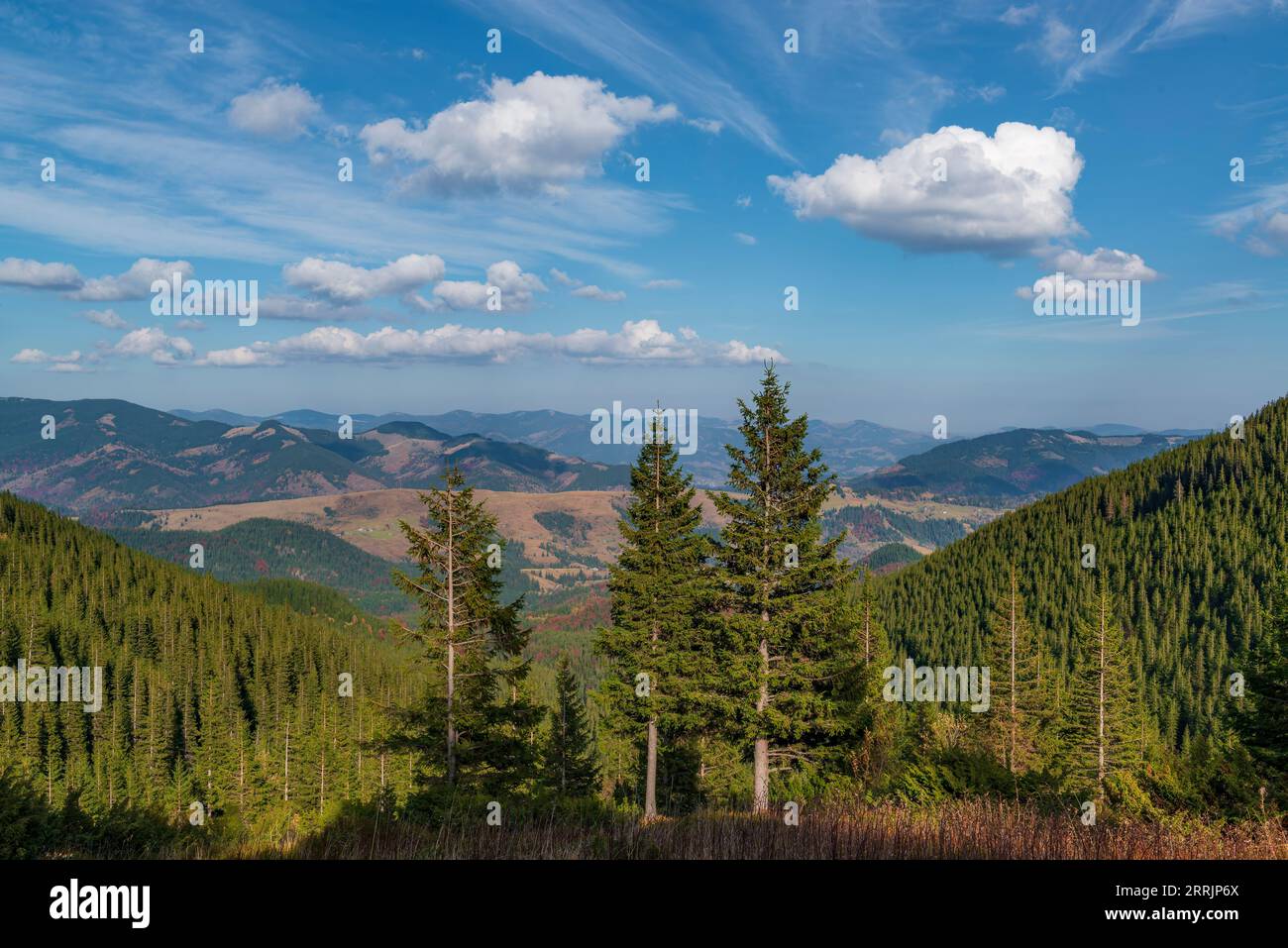 Scenic mountain view. Magnificient view on the sunnymountain valley with tall spruce trees on ...