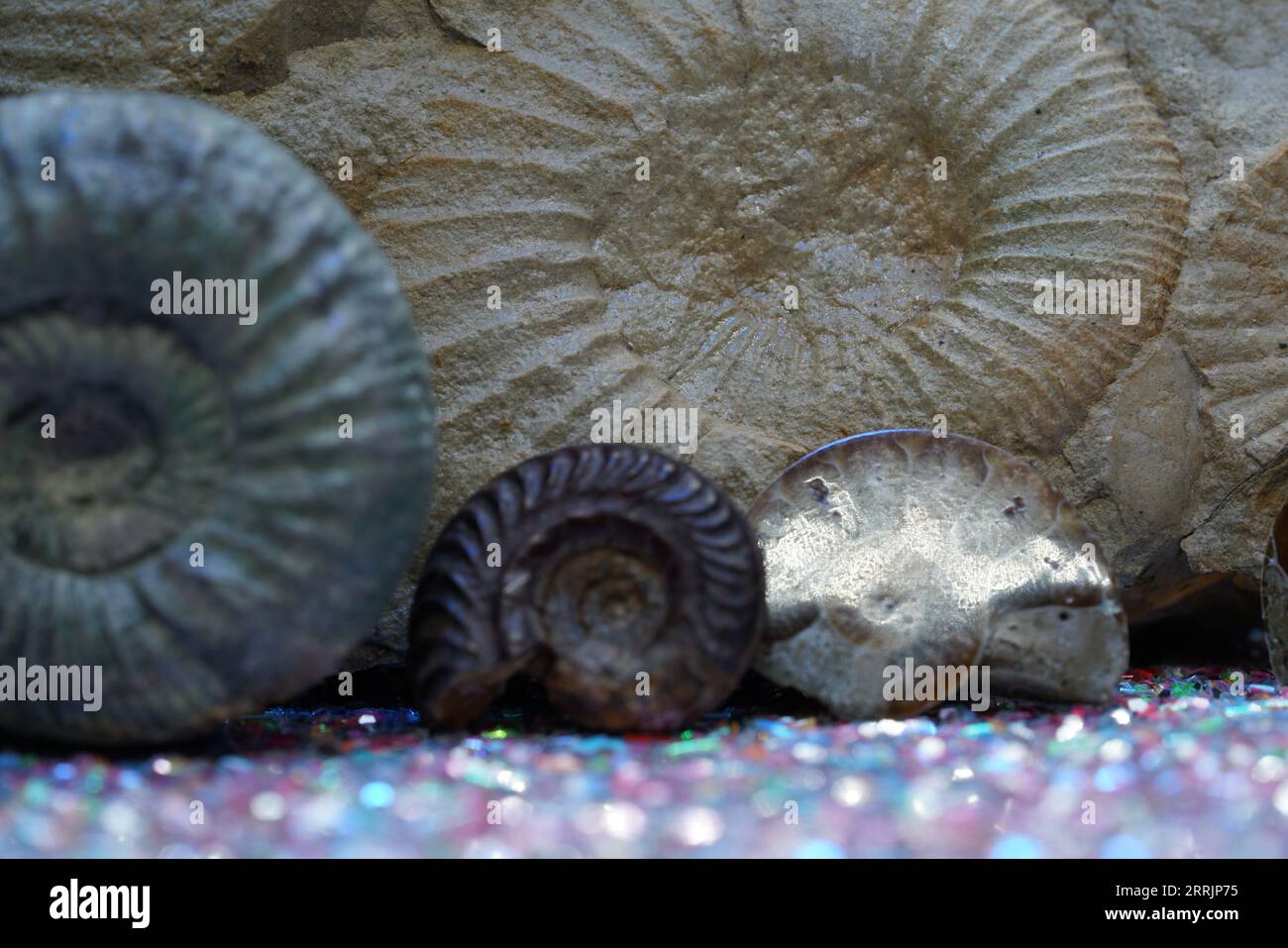 Ammonite is a fossil of a squid, photographed in close-up in the studio ...
