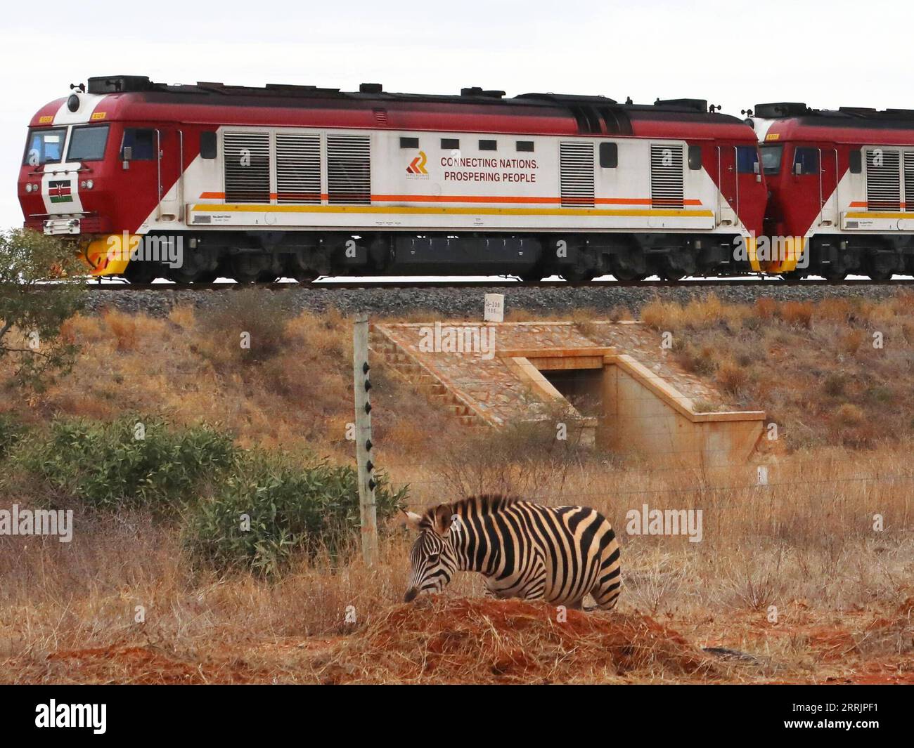 220802 -- NAIROBI, Aug. 2, 2022 -- A zebra is seen next to a fence as a ...