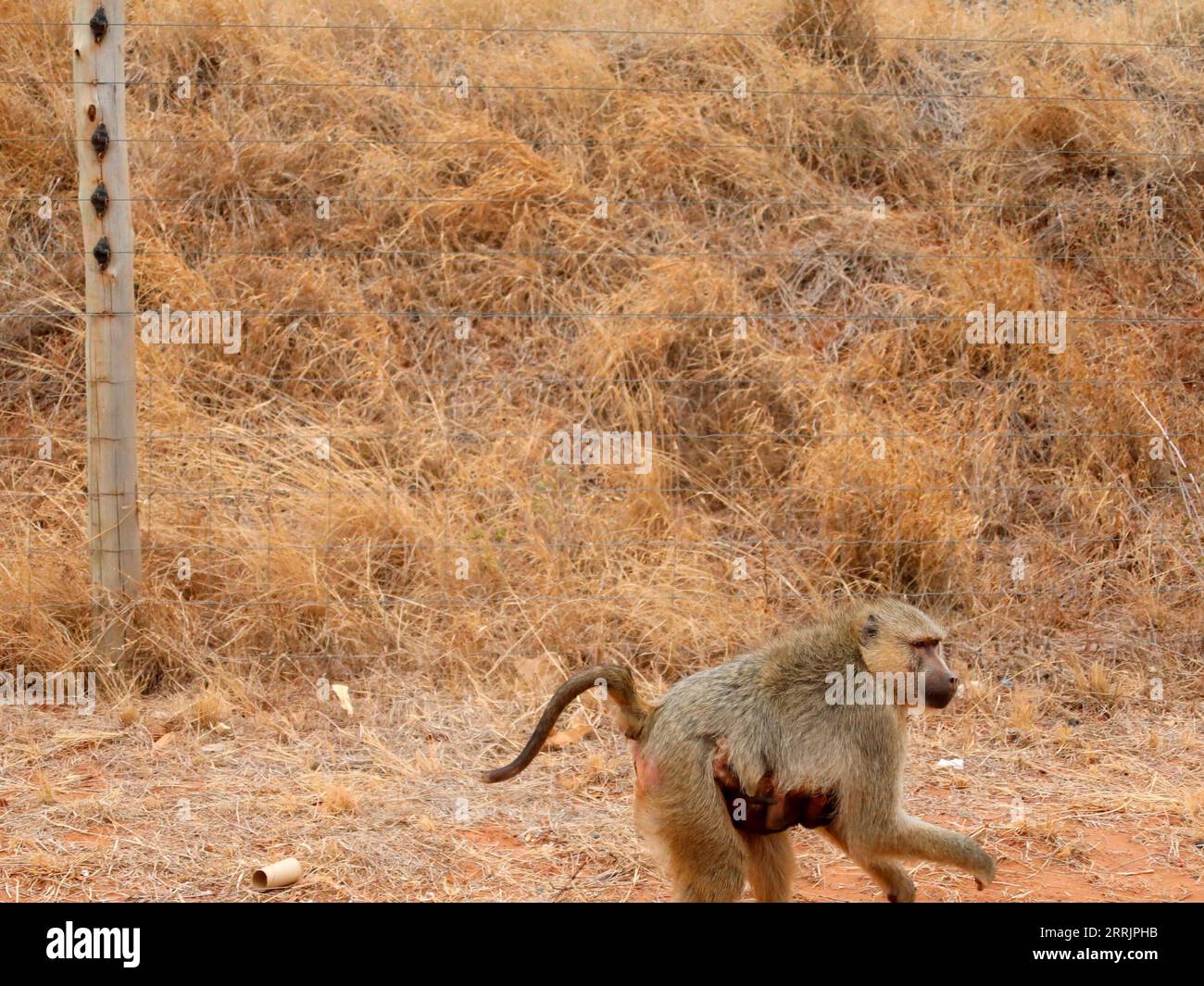 220802 -- NAIROBI, Aug. 2, 2022 -- Photo taken on July 28, 2022 shows ...