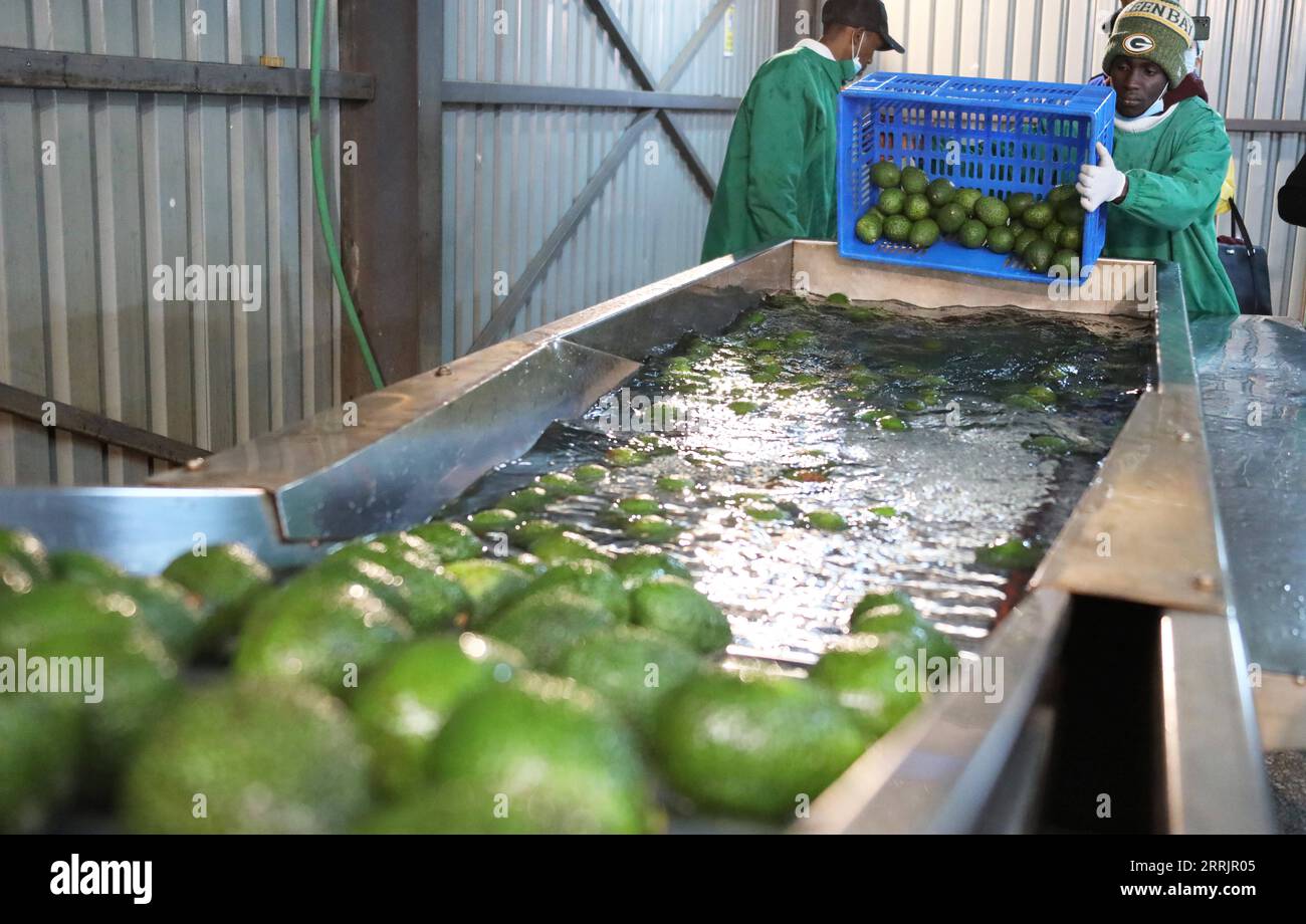 220802 -- KIAMBU, Aug. 2, 2022 -- A staff member poures fresh avocados ...