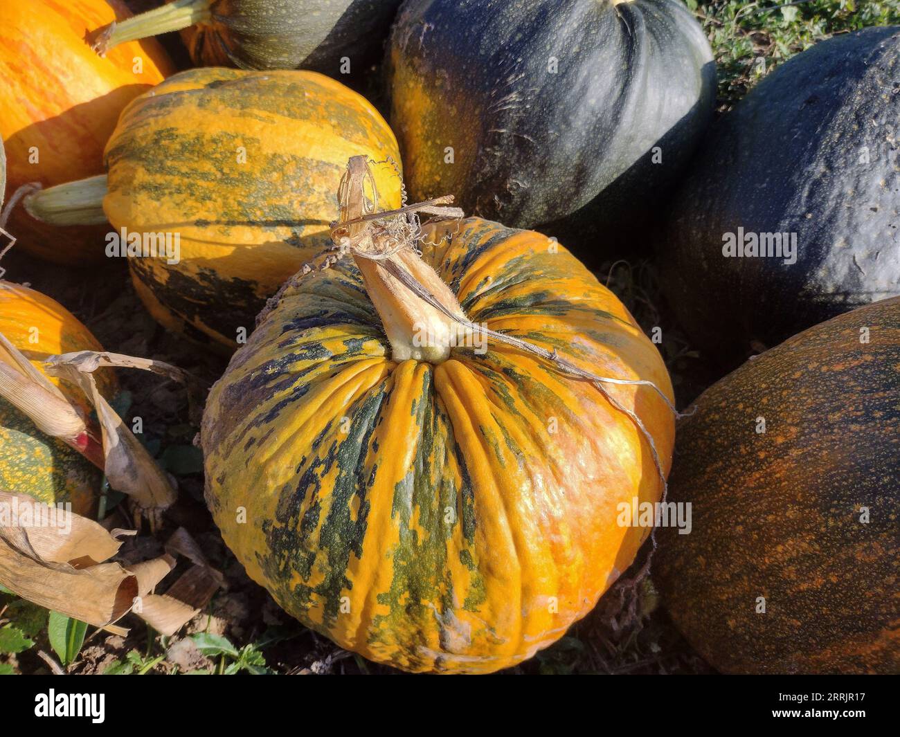 Group of pumpkins on the ground. In Maramures, Romania Stock Photo - Alamy