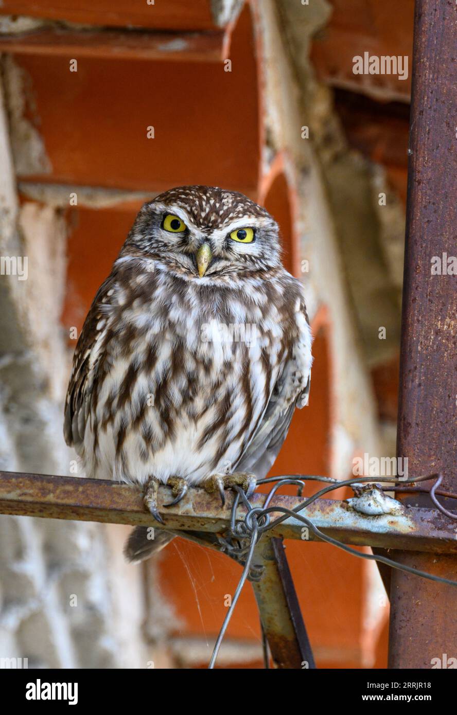 A Little Owl (Athene Noctua), in the Mani, Peloponnese, Southern Greece ...