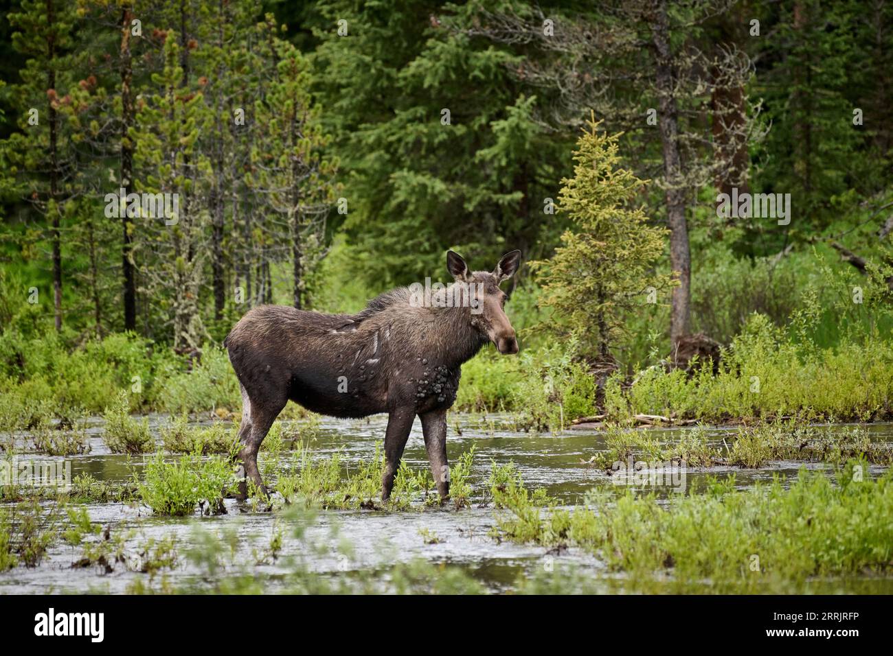 female Moose (Alces alces) with a lot of Fibromatosis/Papillomas tumors ...