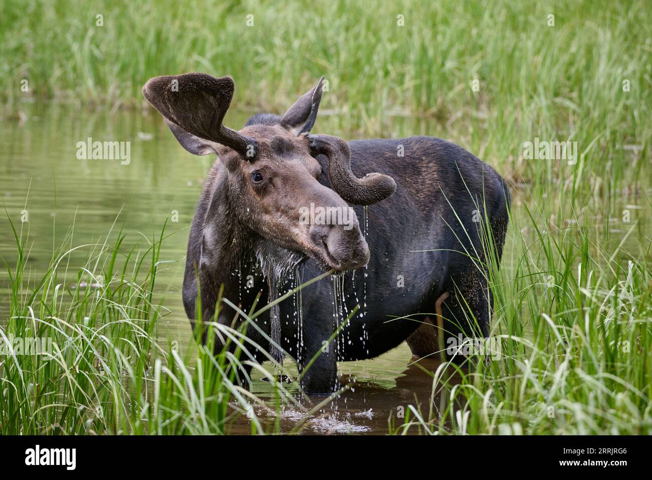 Deformed antlers hi-res stock photography and images - Alamy