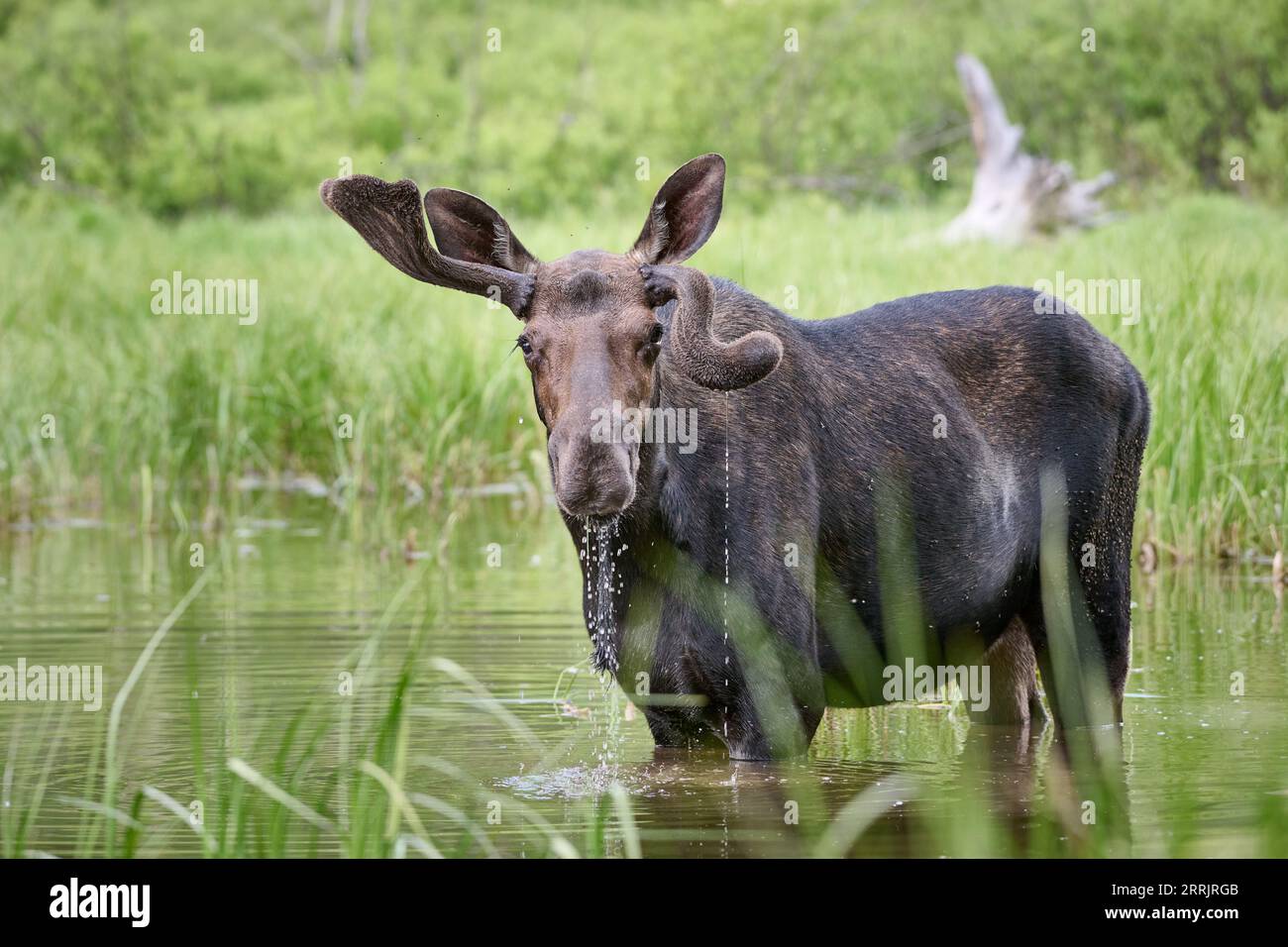 Deformed antlers hi-res stock photography and images - Alamy