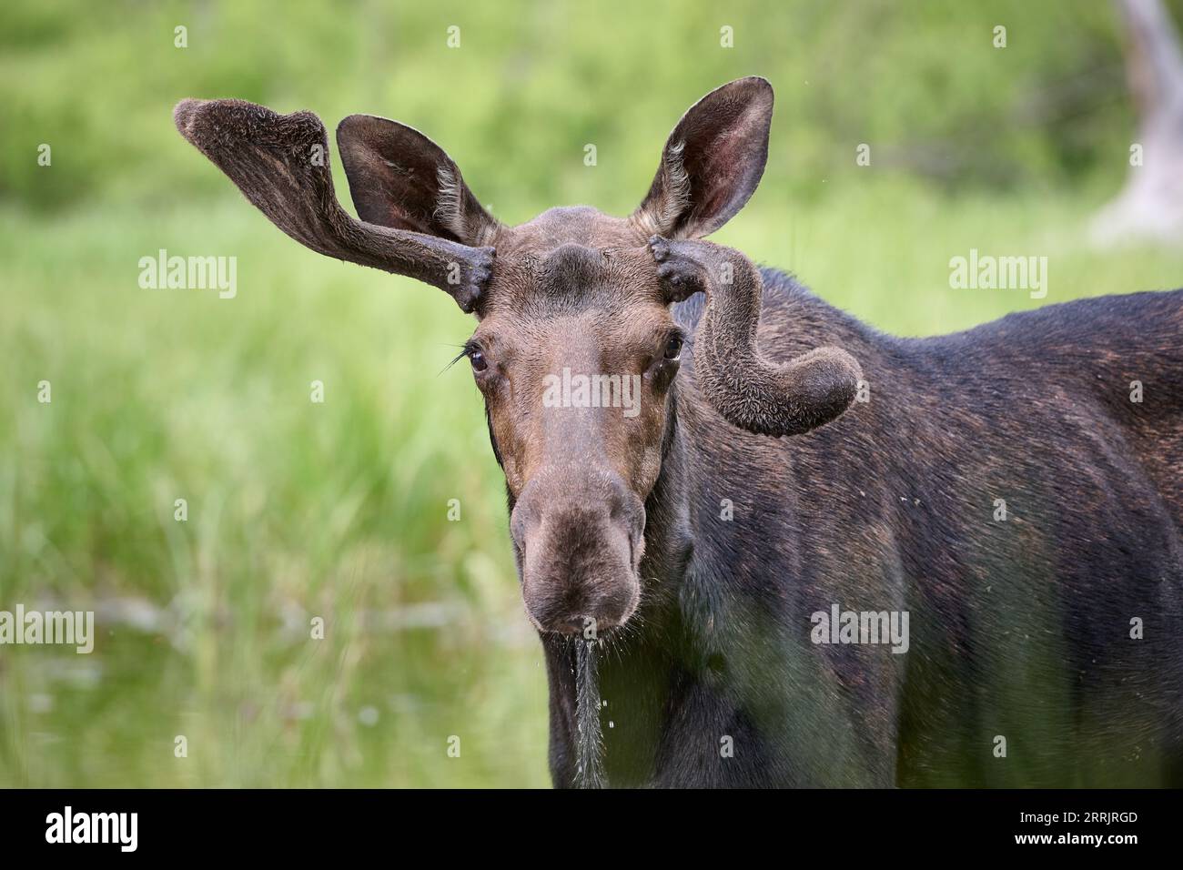 Moose grand teton national park hi-res stock photography and images - Alamy
