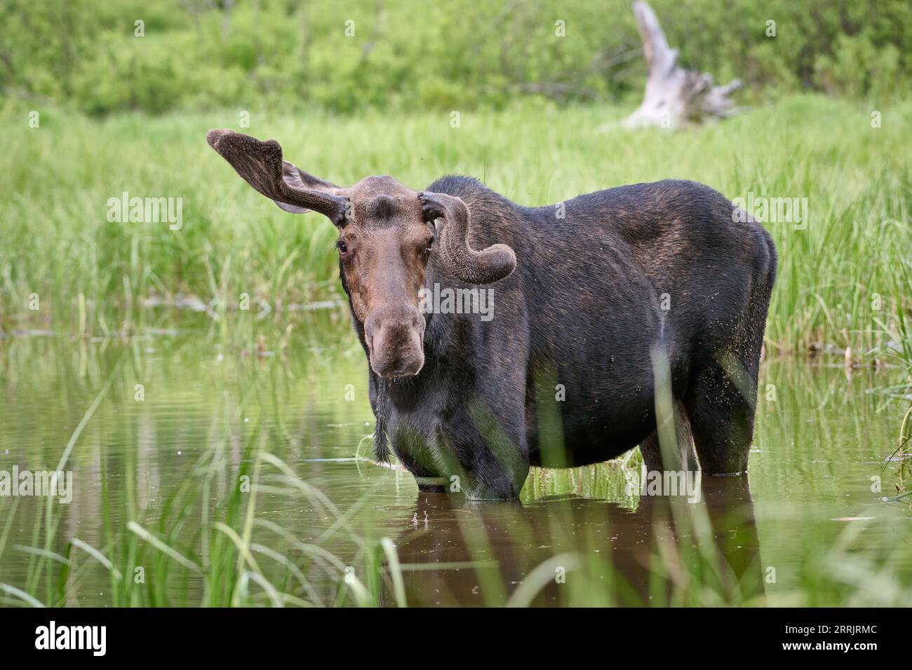 male Moose (Alces alces) with deformed antlers, Grand Teton National ...