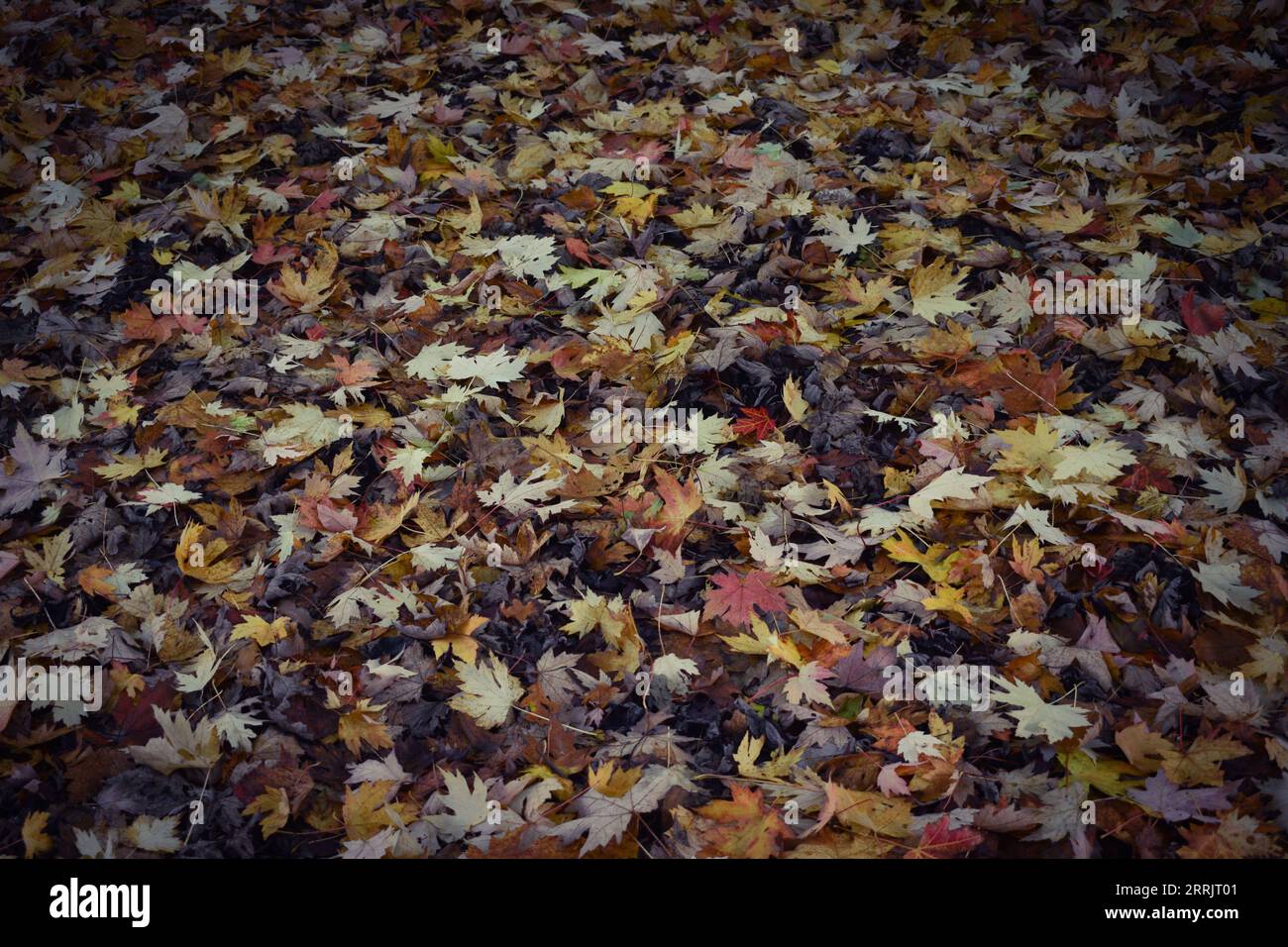 A thick carpet of different coloured dead leaves covering the ground in ...
