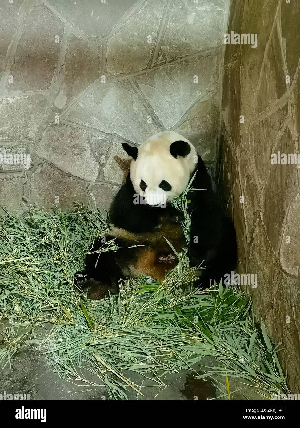 Pandaer hi-res stock photography and images - Alamy