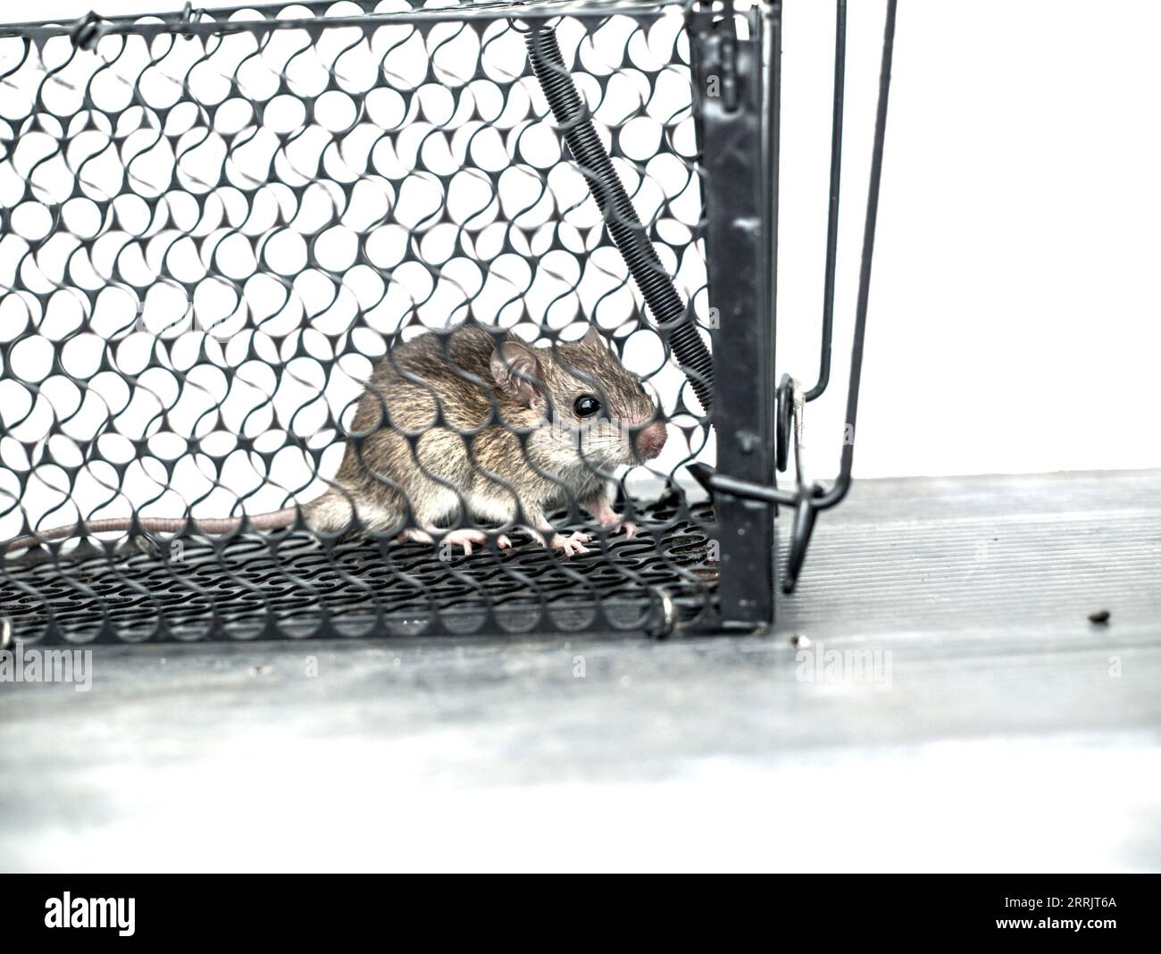 Live mouse invading home caught in a live mouse trap Stock Photo - Alamy