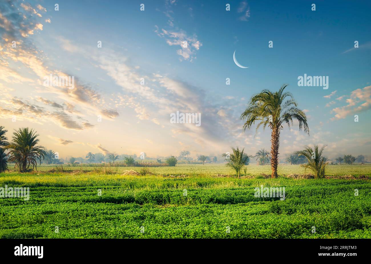 Field and palm trees near the Nile river in Egypt Stock Photo - Alamy